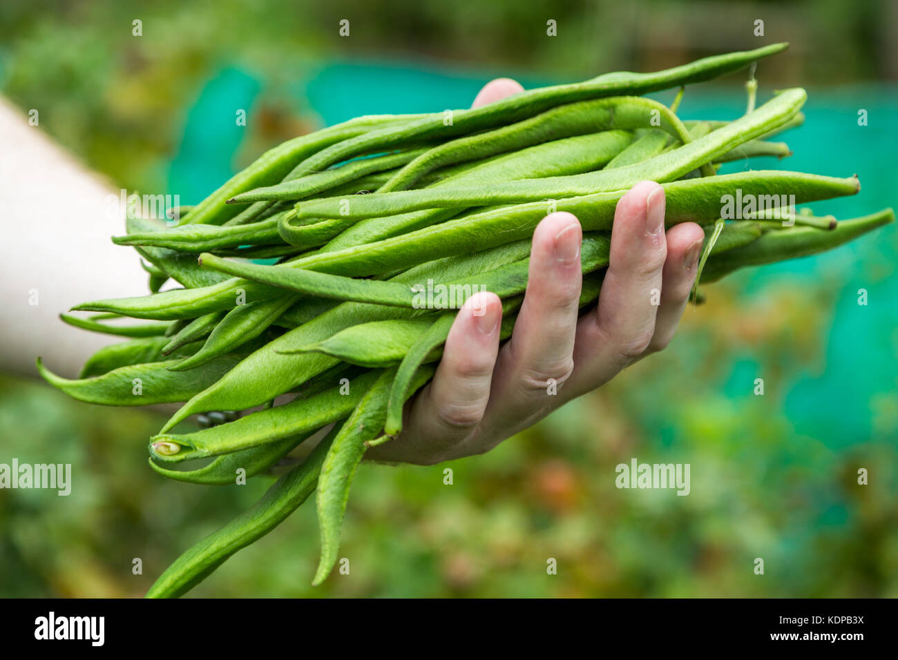 Womans Hand Holding Runner Beans High Resolution Stock Photography and ...