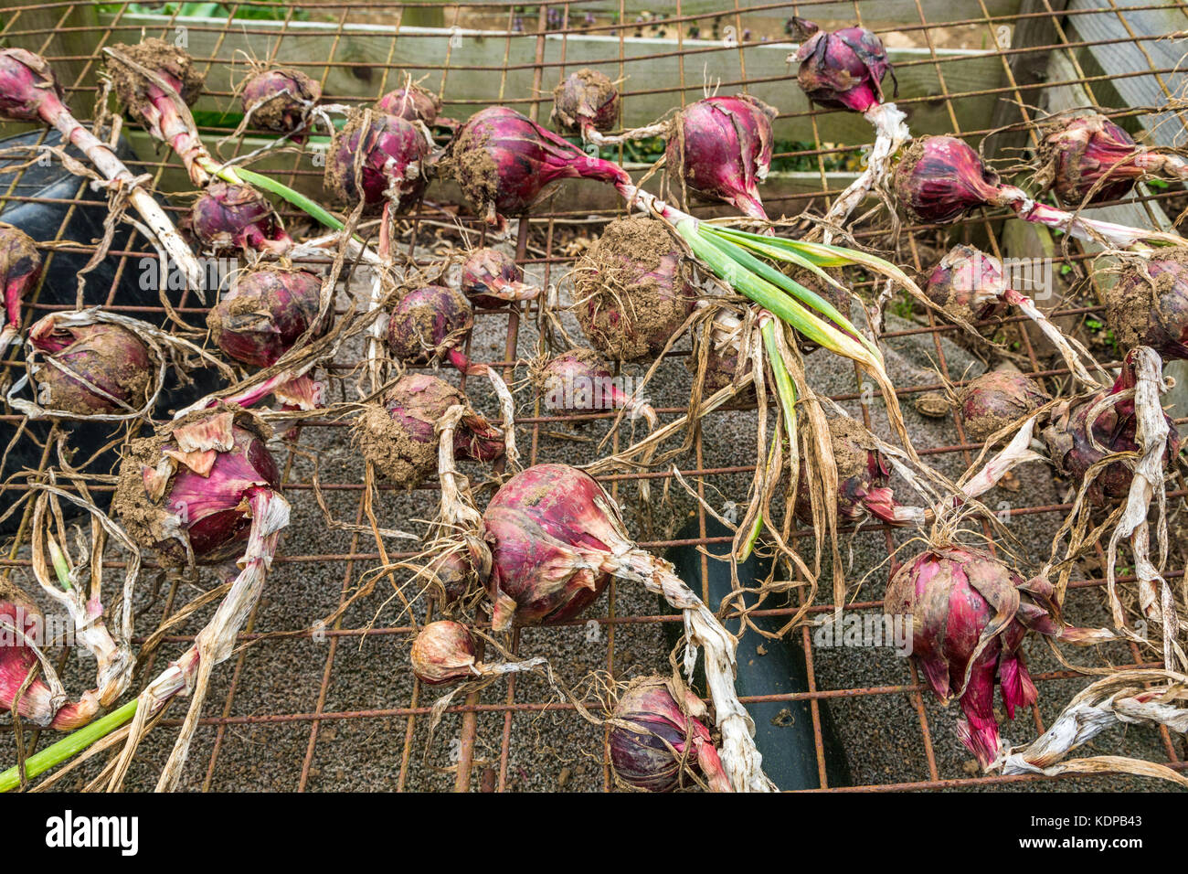 Home grown organic red onions with roots drying out after harvest, UK ...