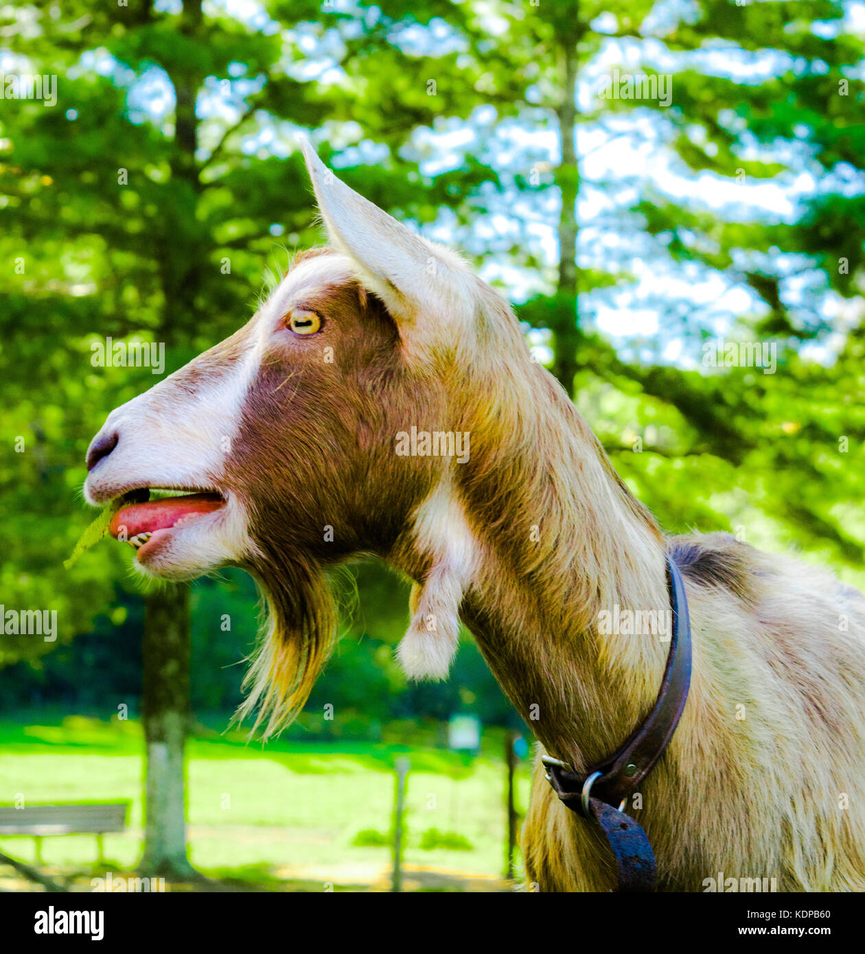 Swedish Mountain Goats in North Carolina Stock Photo - Alamy