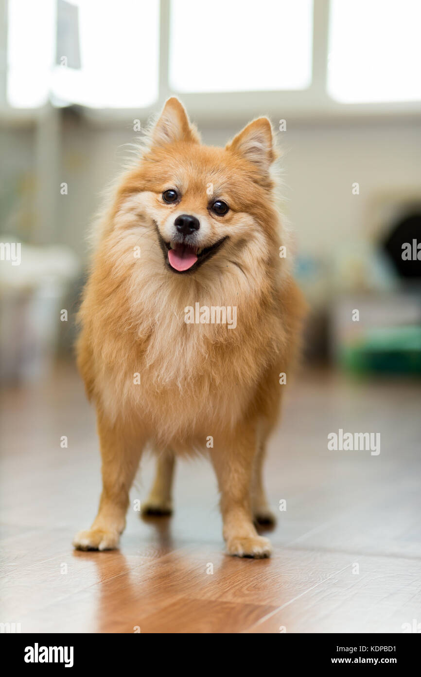 Miniature German Spitz Dog High Resolution Stock Photography and Images ...