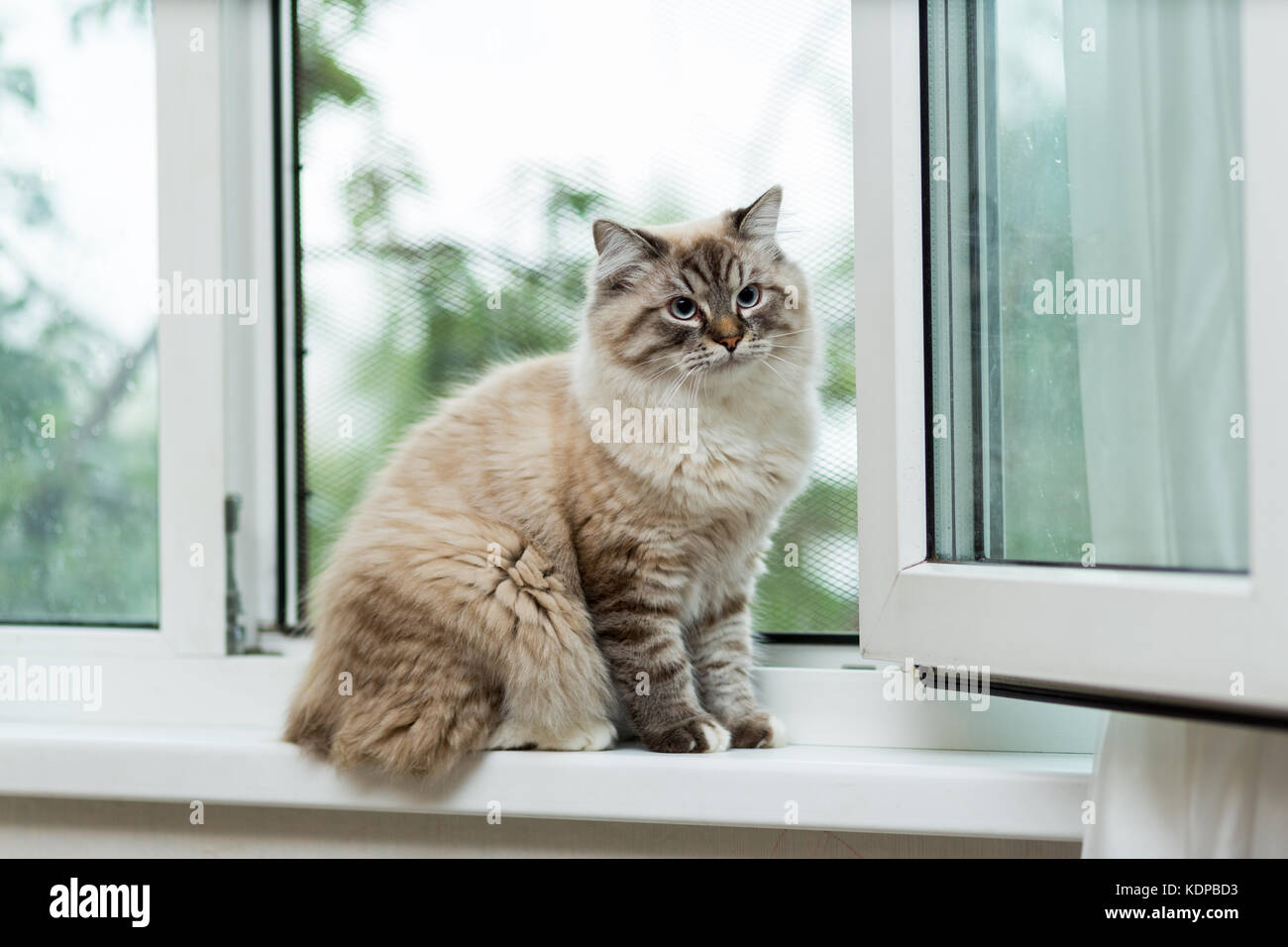 A large fluffy beige cat sits at a window with a metal grill Stock ...
