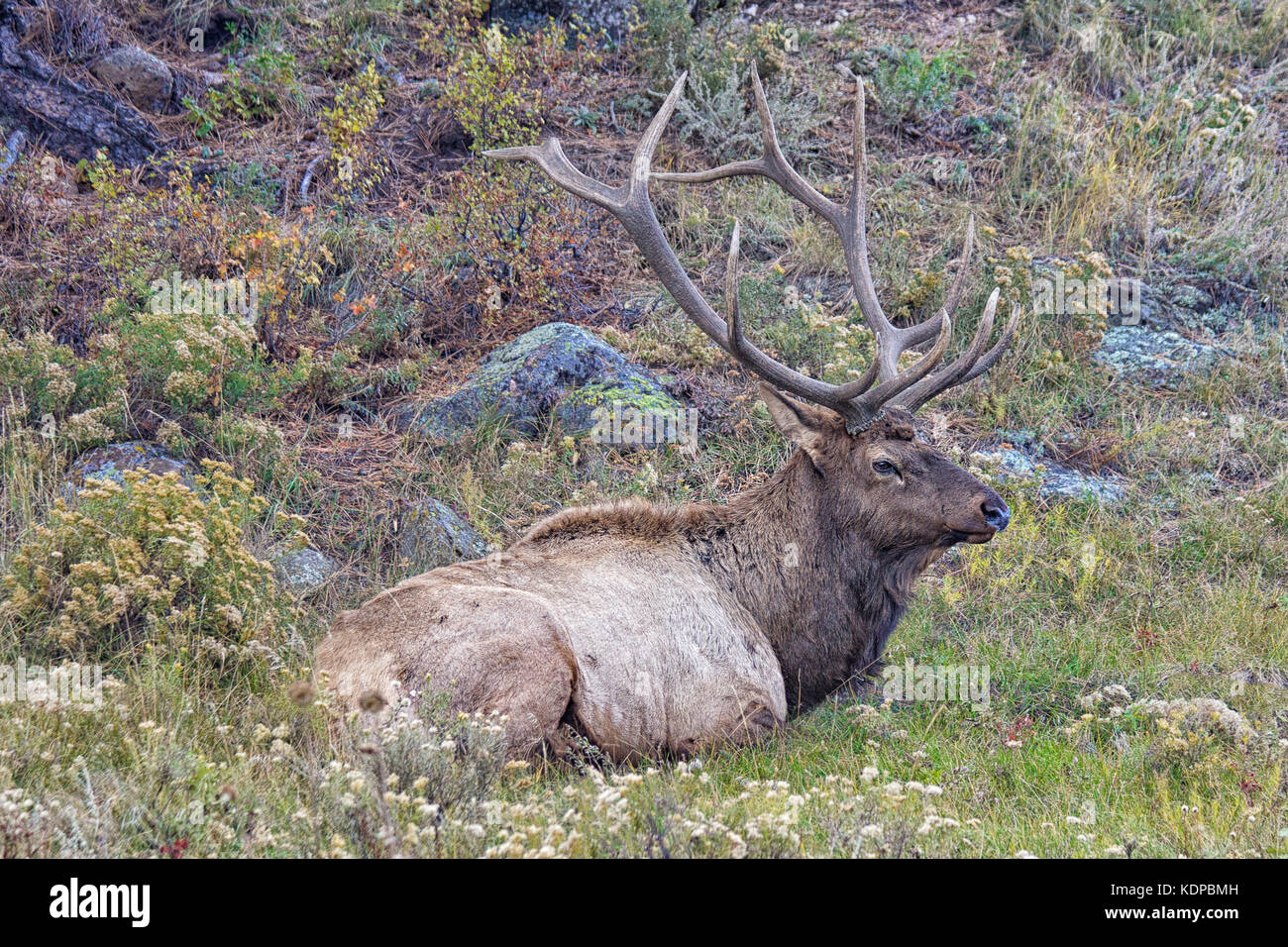 elk in rut at rocky mountain national park Stock Photo - Alamy