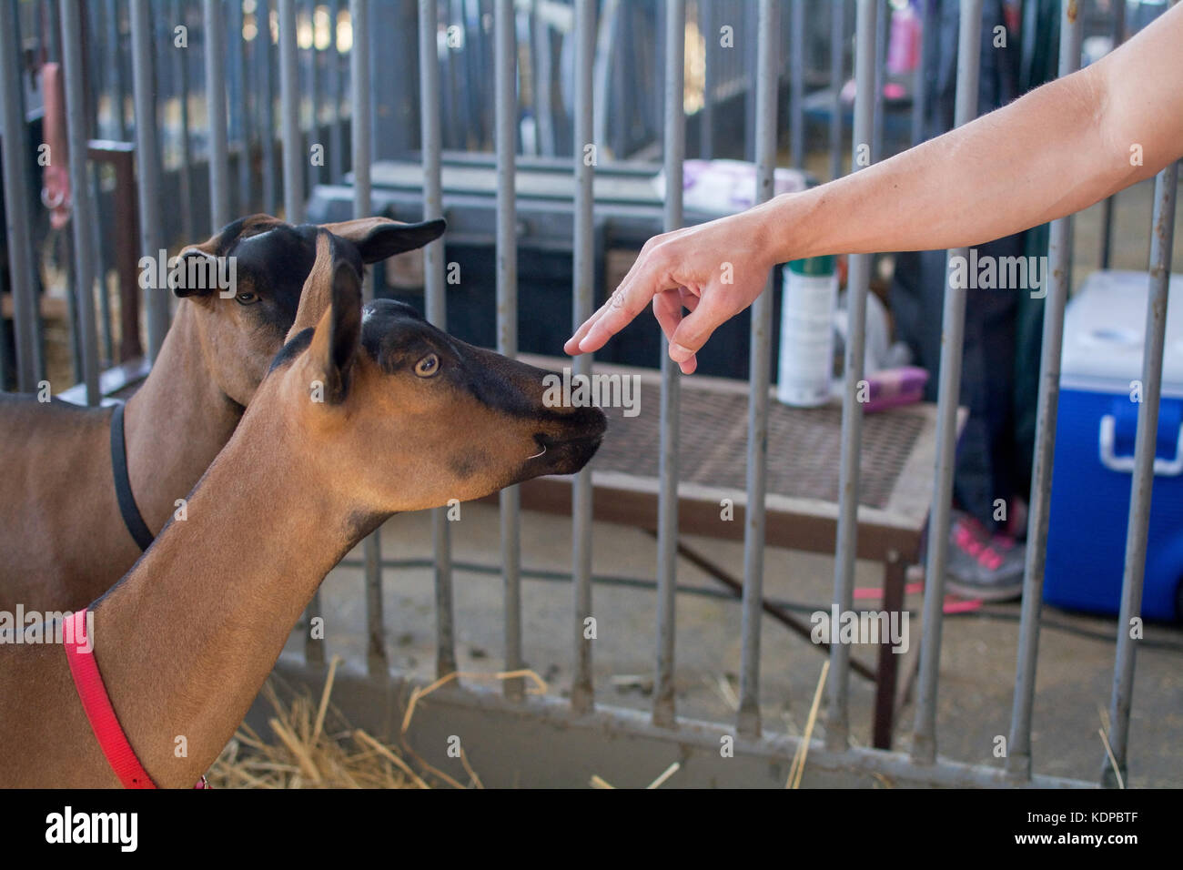 Sacramento, California, U.S.A. 23 July 2017. Hand touching goat on ...