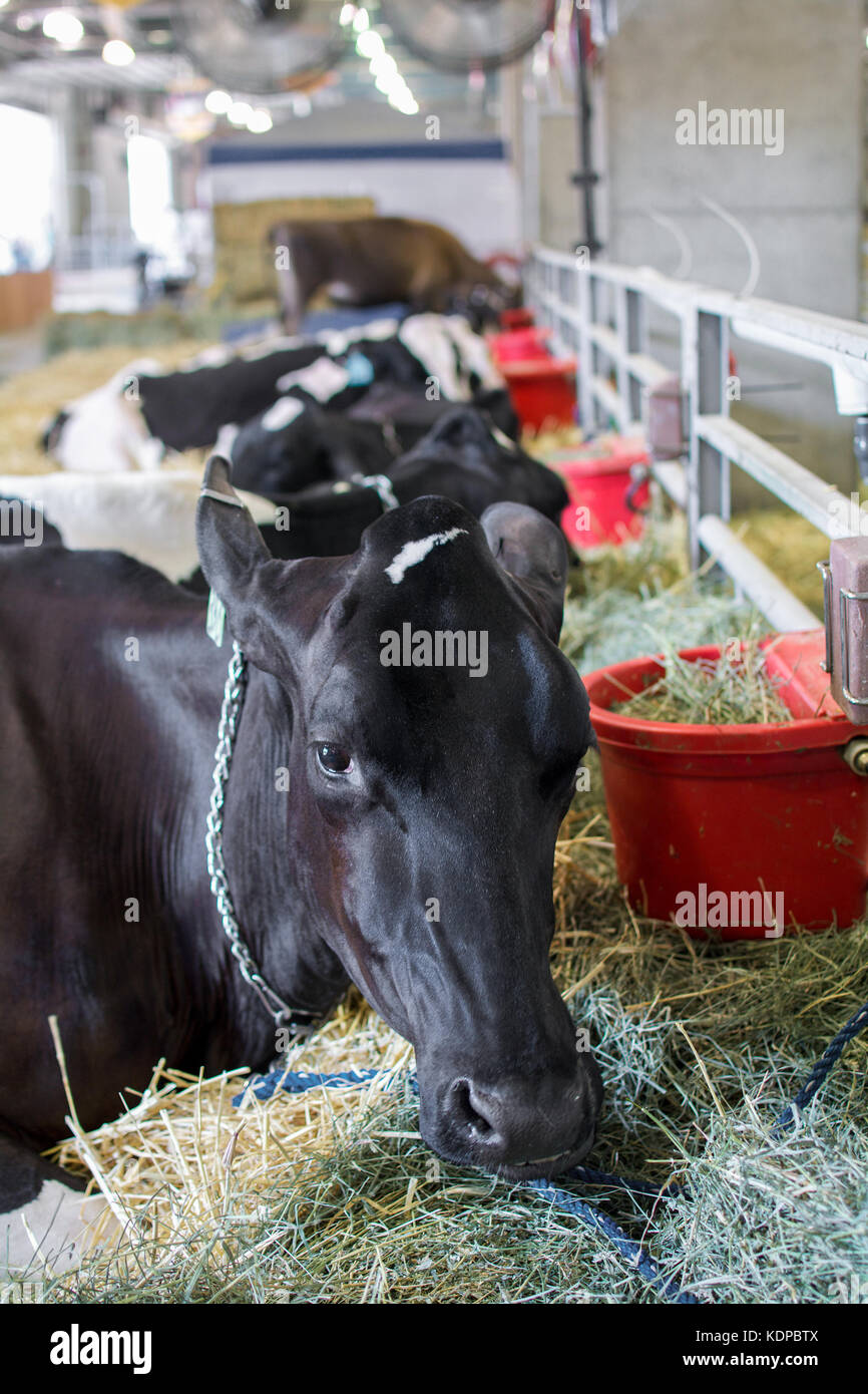 Cattle at state fair hi-res stock photography and images - Alamy