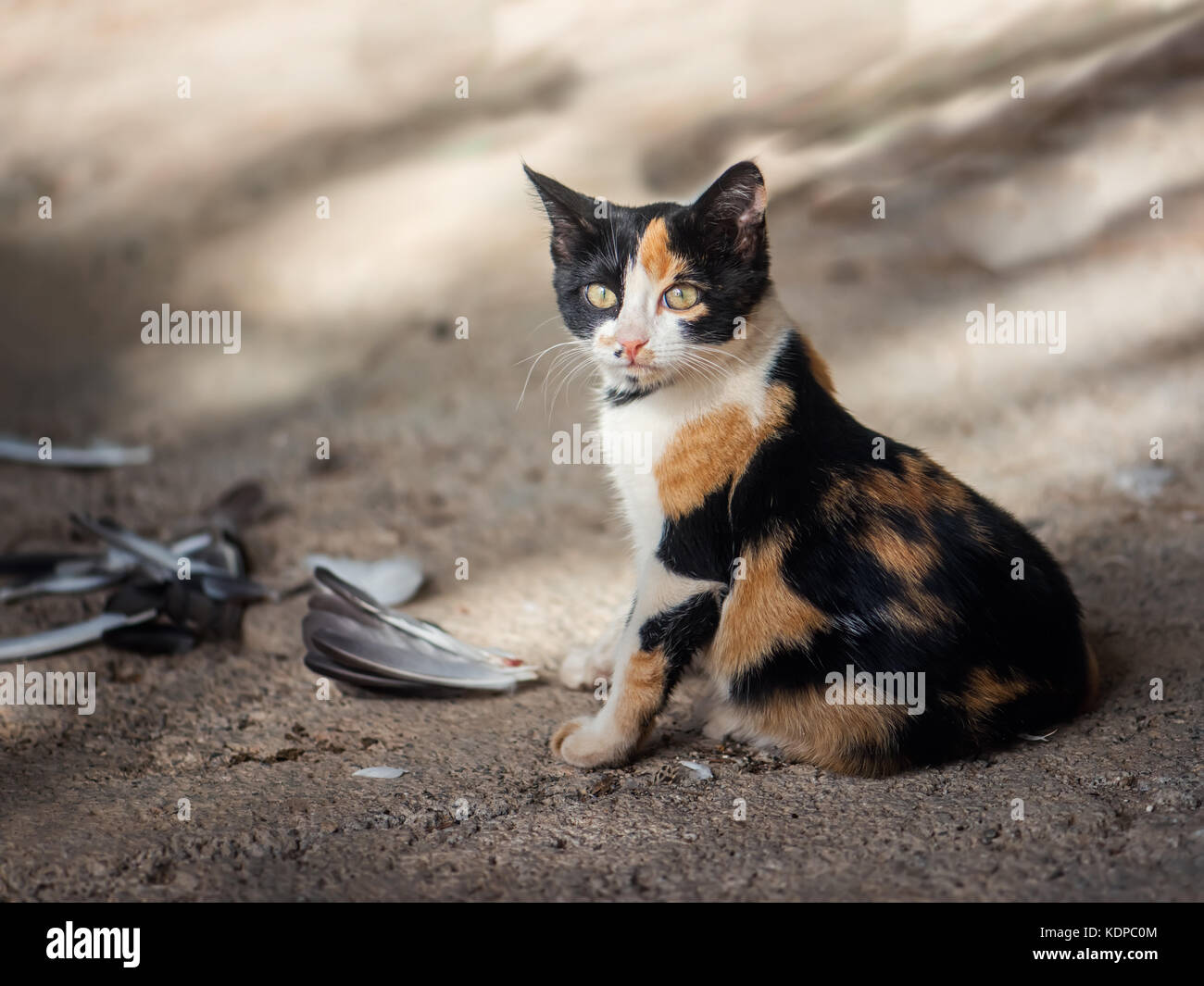 Sweet little cat hunter, caught a bird Stock Photo - Alamy