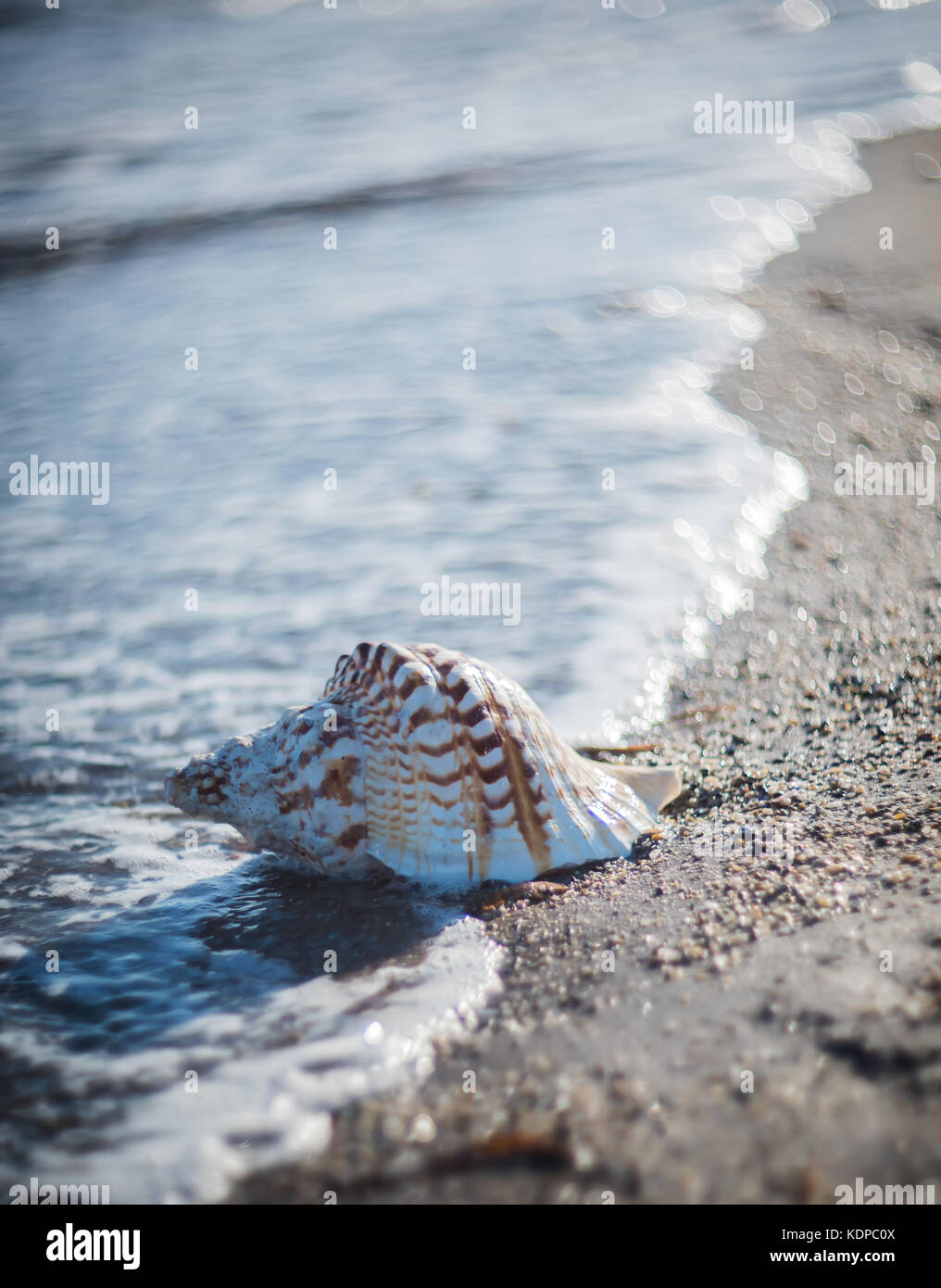 Shell in water with a beautiful bokeh Stock Photo - Alamy