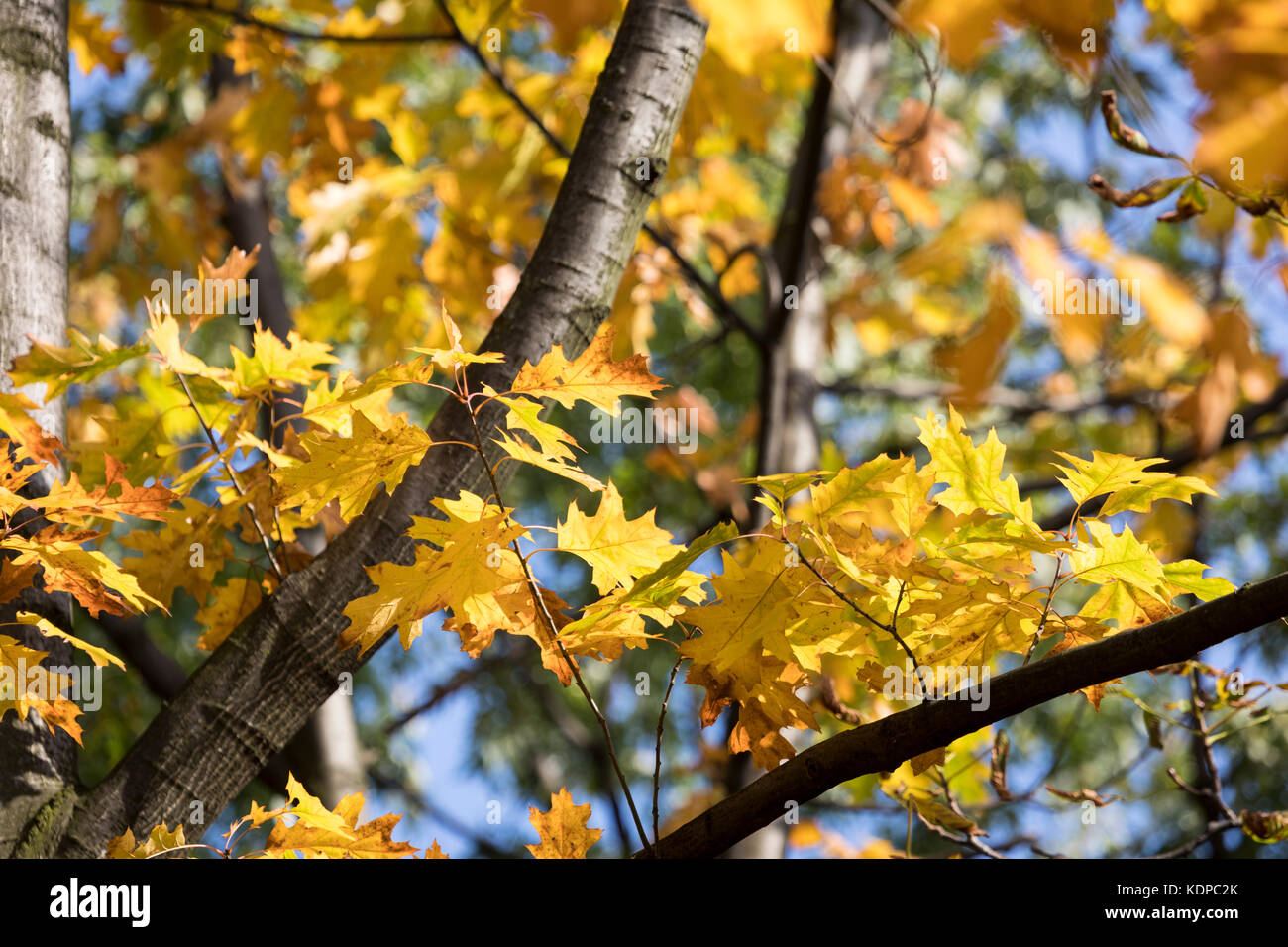 Autumn. Fall scene. Beauty nature scene trees and leaves. Nature ...