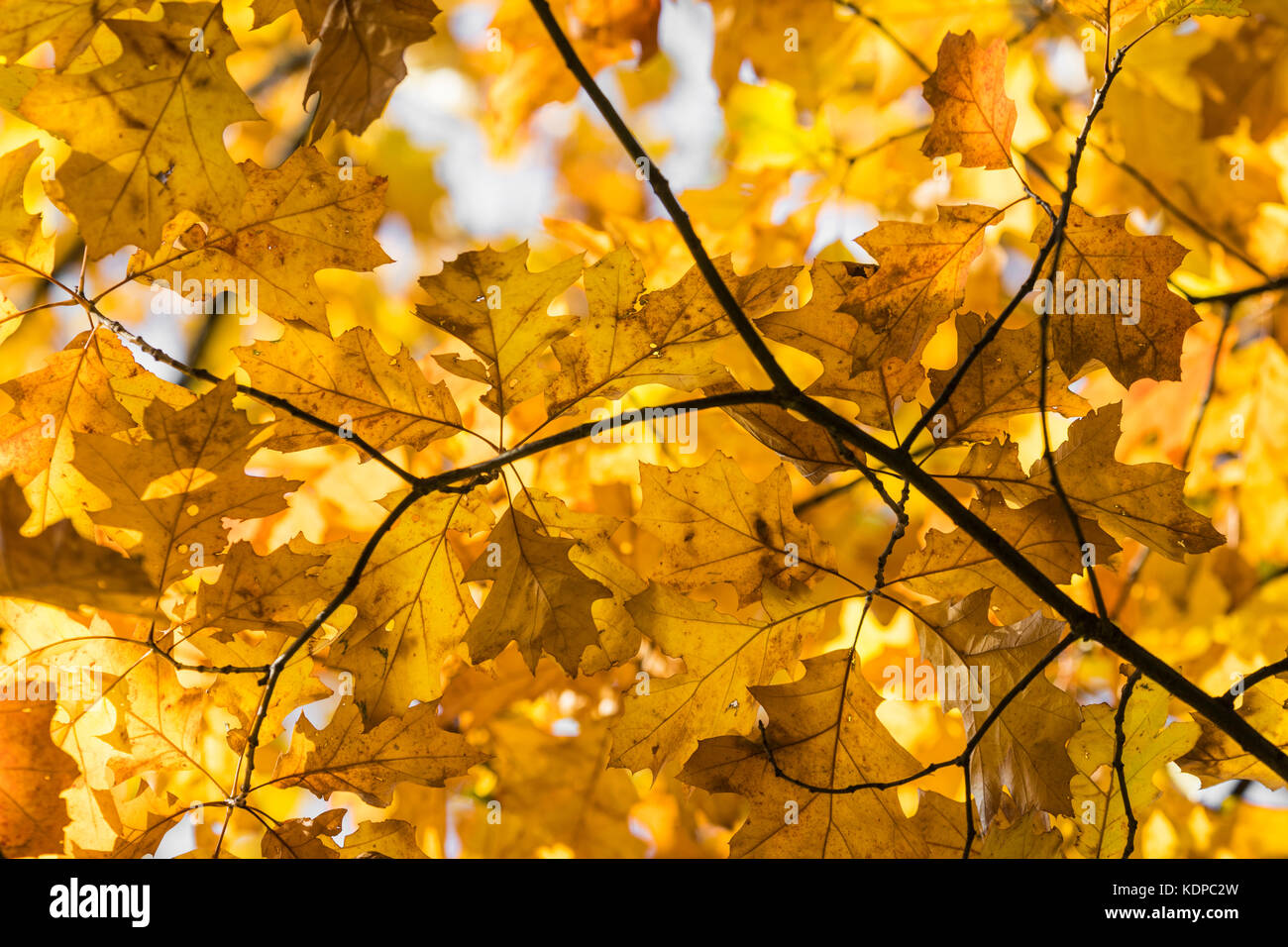 Autumn. Fall scene. Beauty nature scene trees and leaves. Nature ...
