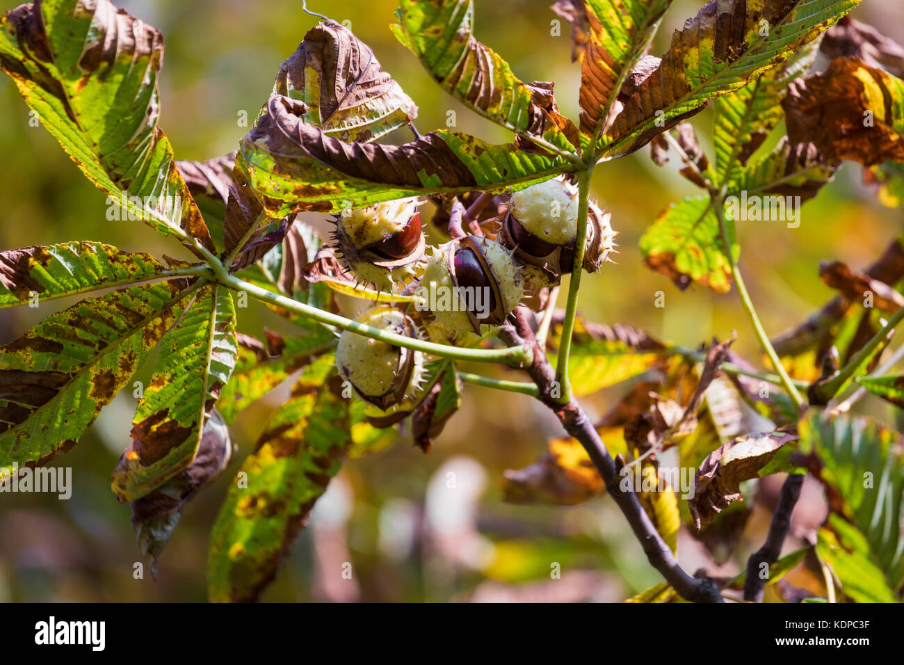 Chesnut tree. Autumn. Fall scene. Beauty nature scene trees and leaves ...