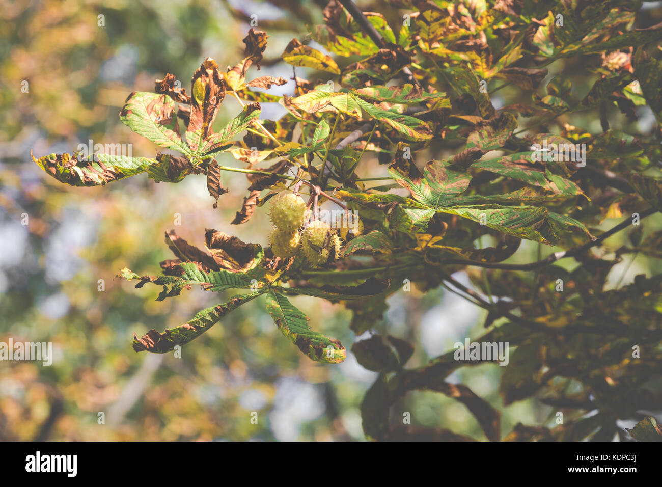 Dry chesnut leaf hi-res stock photography and images - Alamy