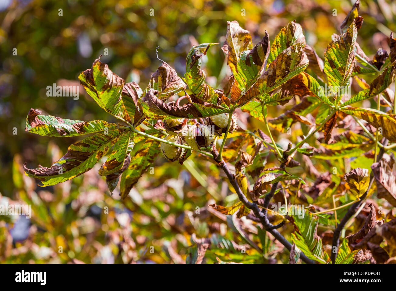 Chesnut tree. Autumn. Fall scene. Beauty nature scene trees and leaves ...
