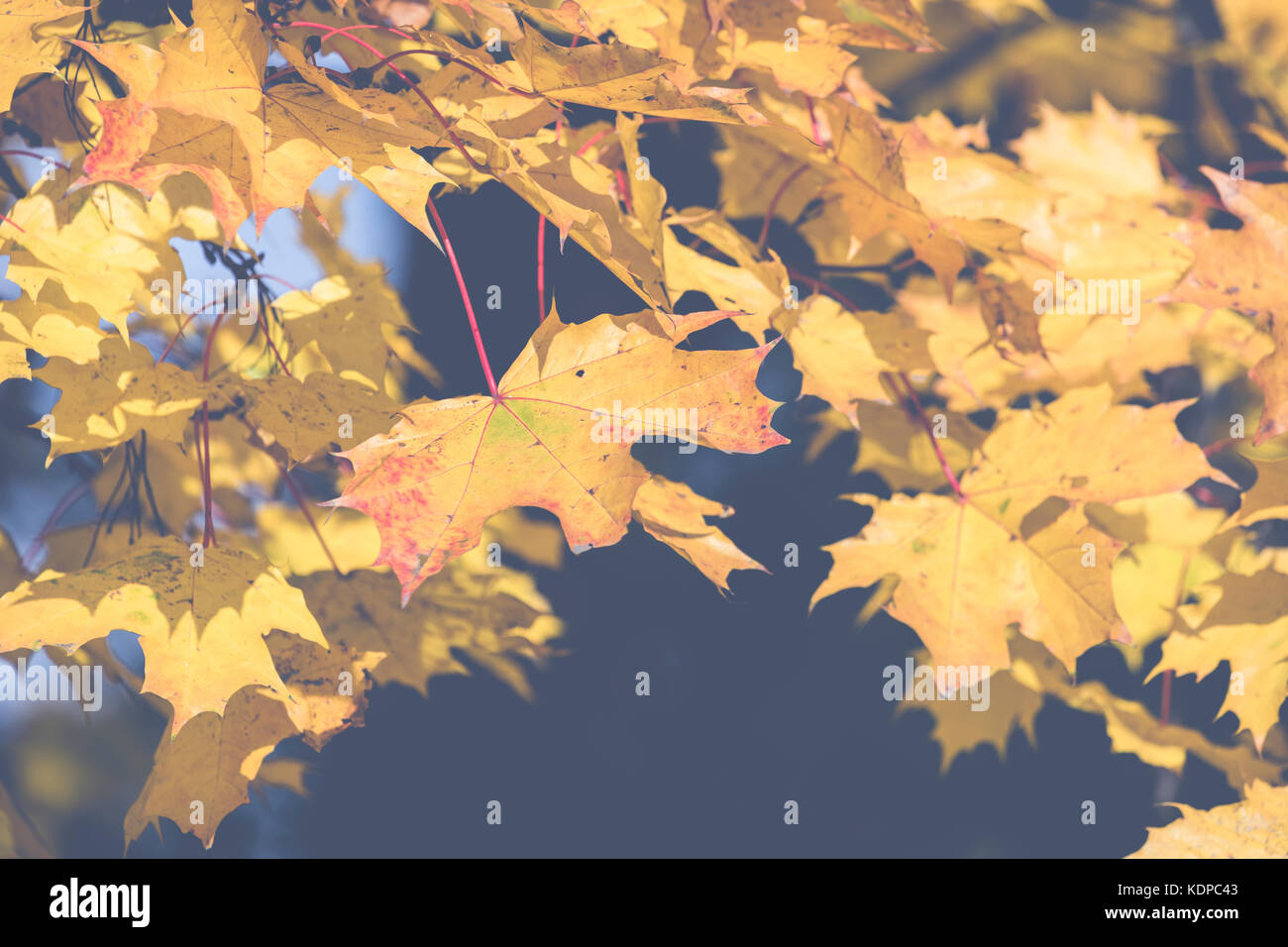 Autumn. Fall scene. Beauty nature scene trees and leaves. Nature ...