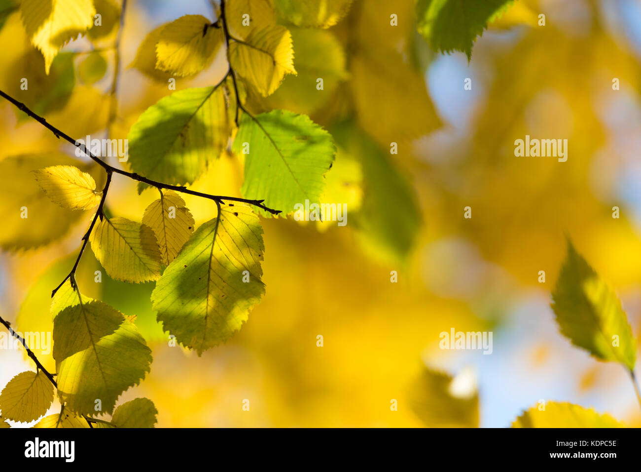 Autumn. Fall scene. Beauty nature scene trees and leaves. Nature ...