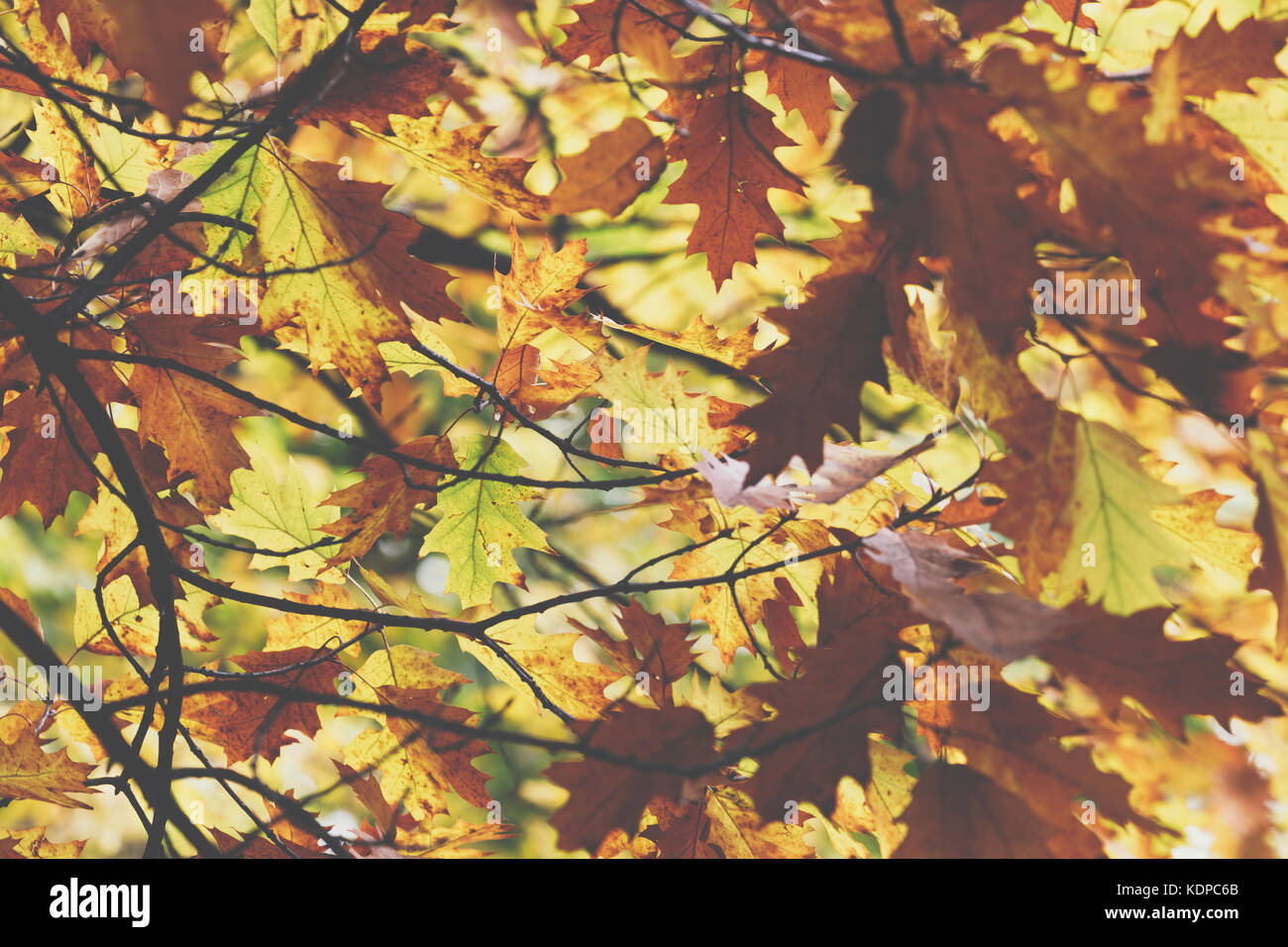 Oak tree. Autumn. Fall scene. Beauty nature scene trees and leaves ...