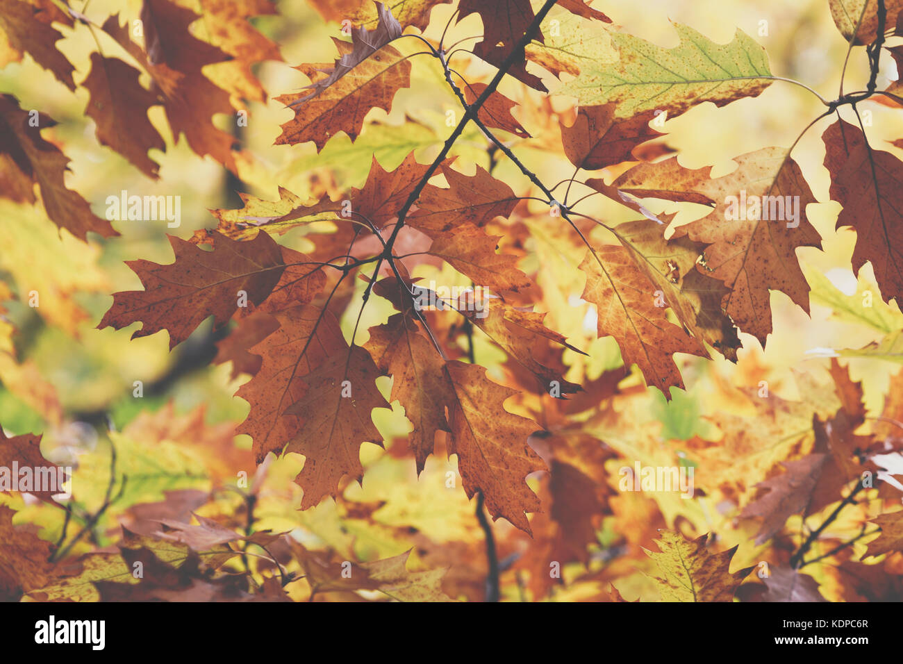 Oak tree. Autumn. Fall scene. Beauty nature scene trees and leaves ...