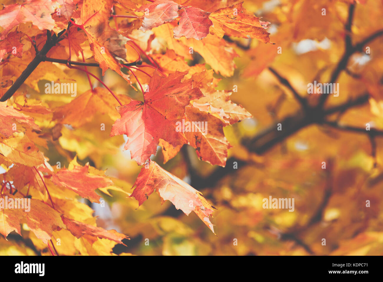 Autumn. Fall scene. Beauty nature scene trees and leaves. Nature ...