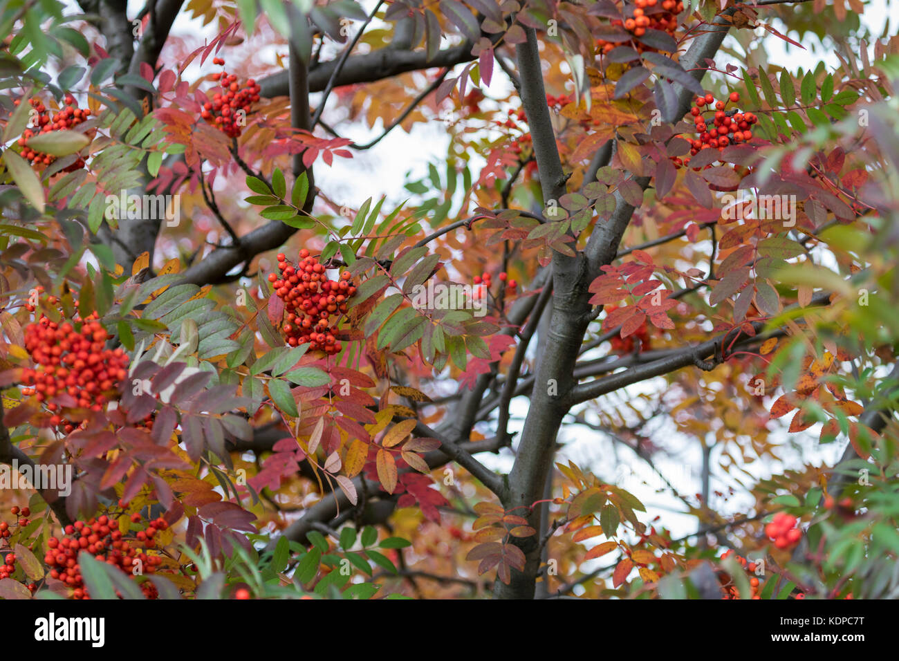 Bright rowan berries.Autumn. Fall scene. Beauty nature scene trees and ...
