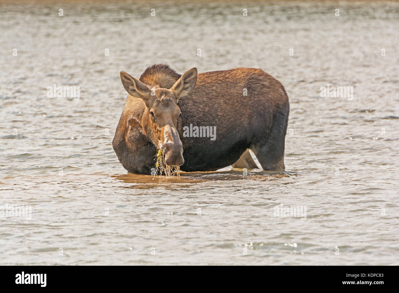 Female moose hi-res stock photography and images - Alamy