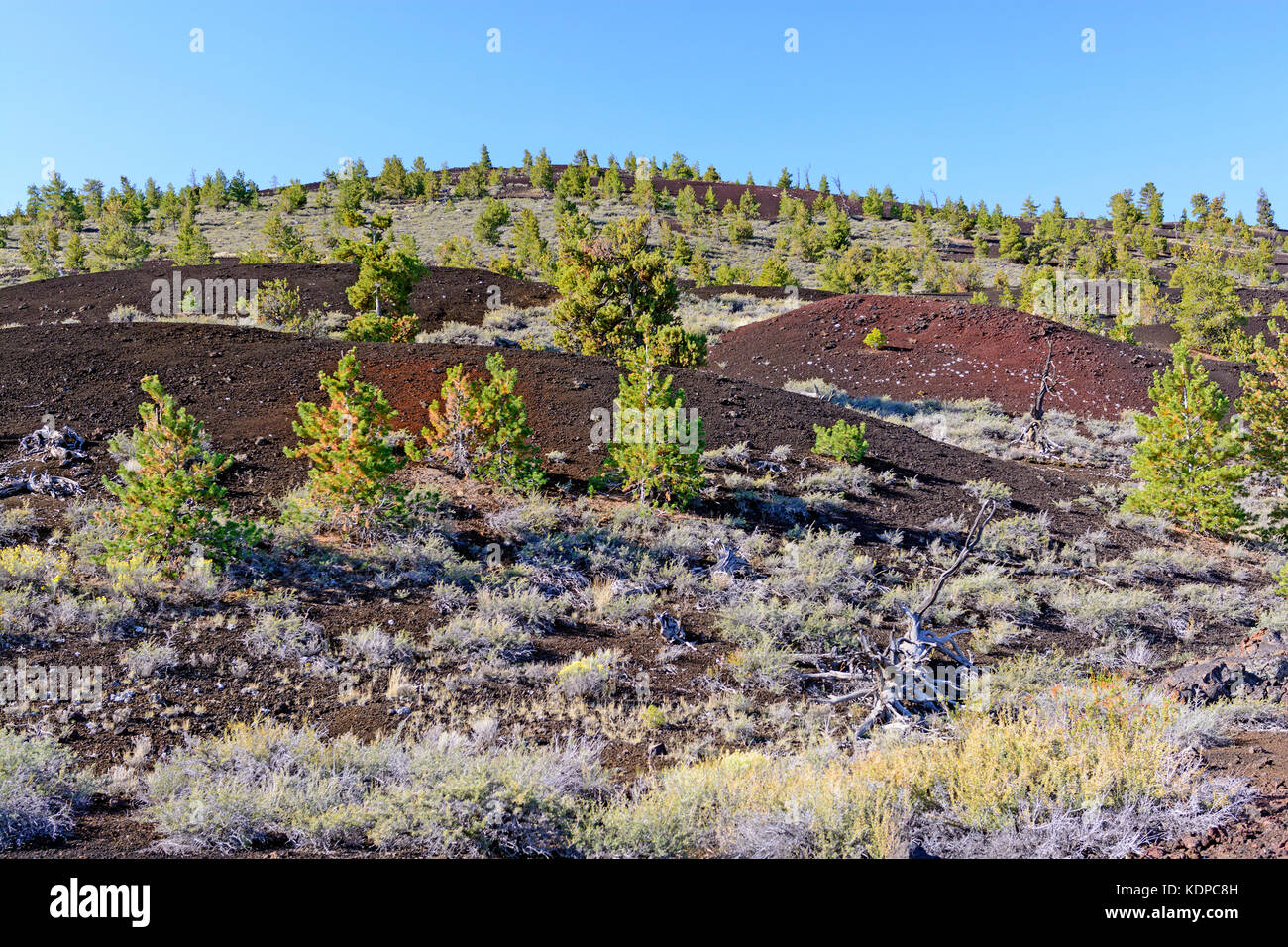 New Vegetation on a Volcanic Landscape at Craters of the Moon National ...