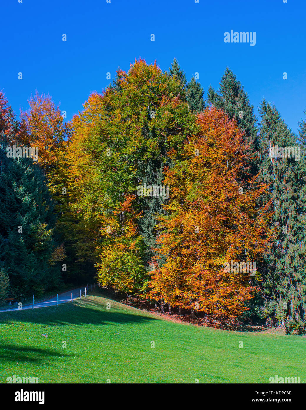 Colorful leaves abound in the Autumn season in the Bavarian Alps in ...