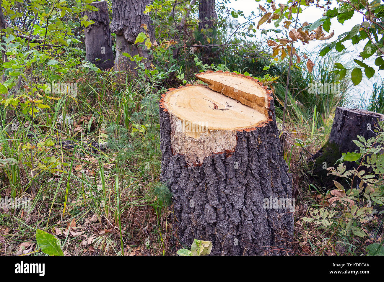 Stump in the forest Stock Photo - Alamy