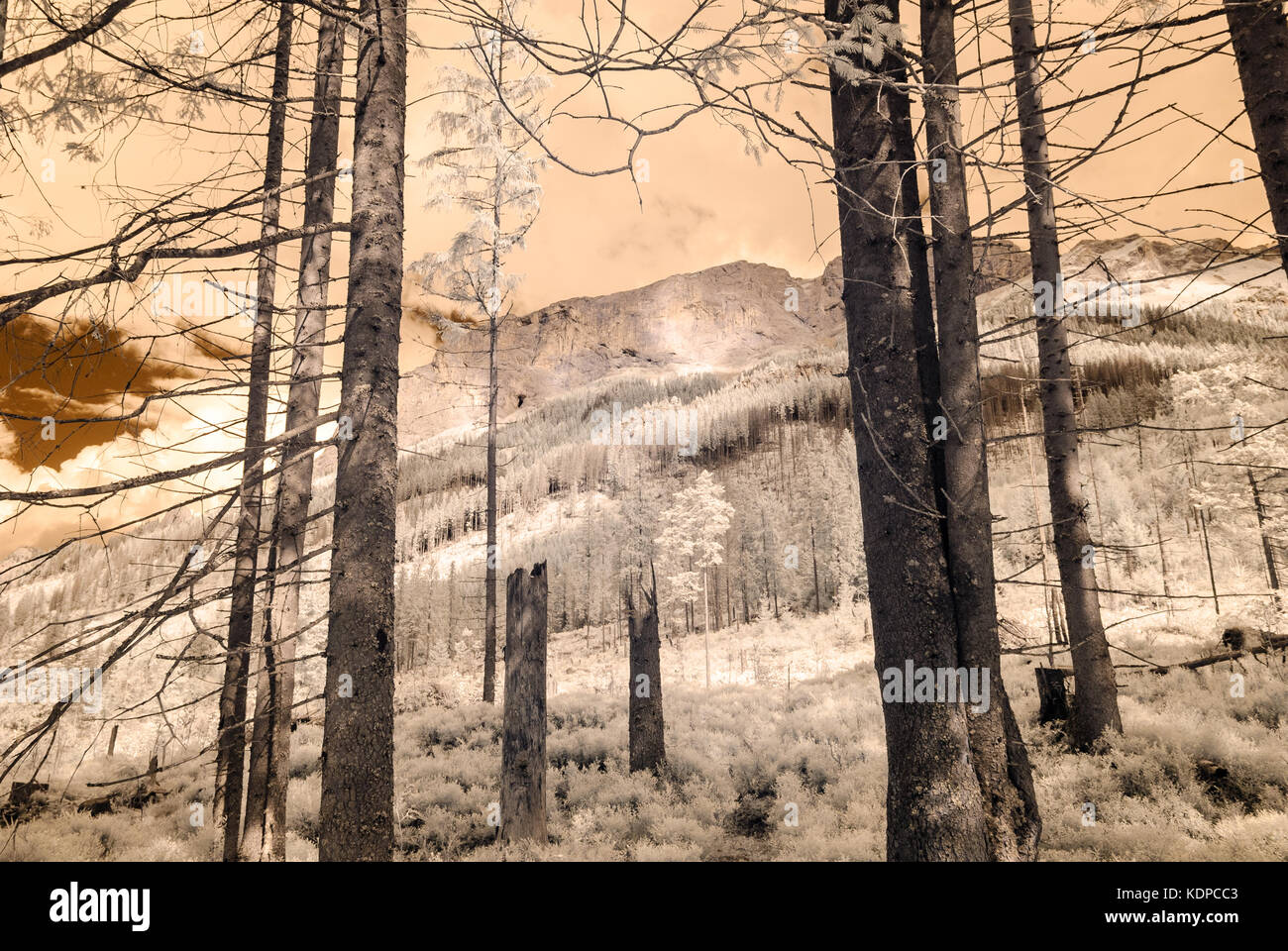 mountain view from forest with tree trunks in slovakia. infrared image ...