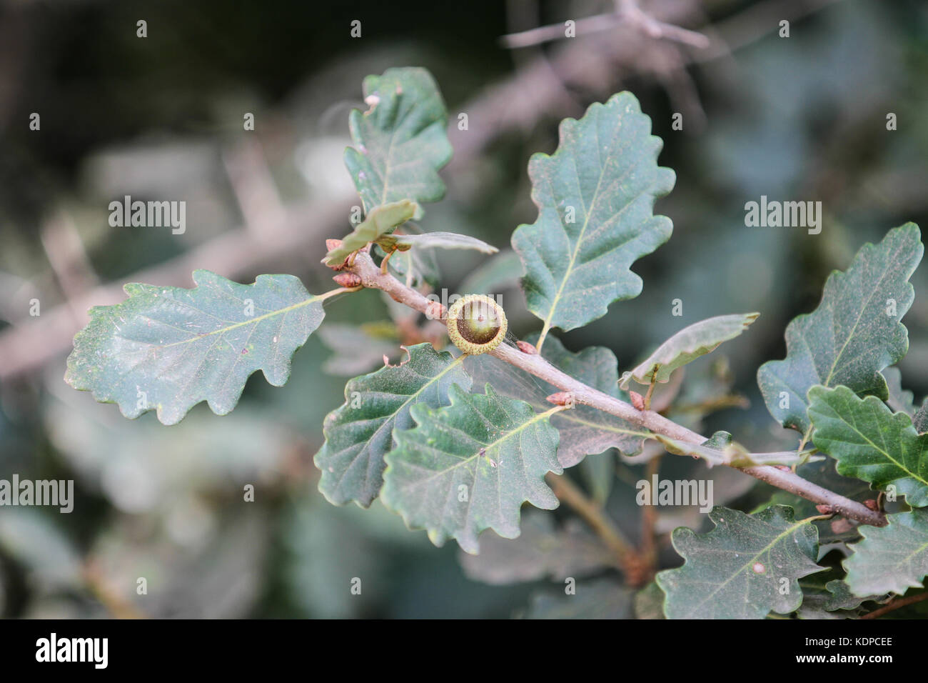 Oak branch with green leaves and acorn Stock Photo - Alamy