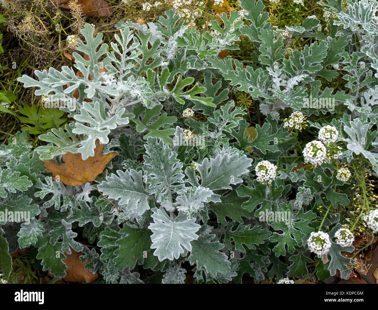 Senecio cineraria "Silver Dust" shrub in autumn Stock Photo - Alamy