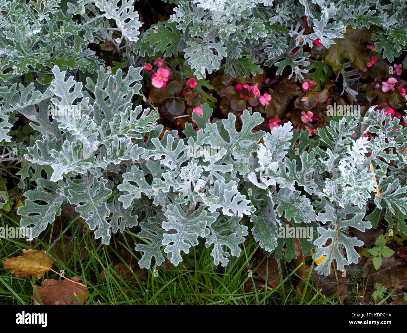 Senecio cineraria "Silver Dust" shrub in autumn Stock Photo - Alamy