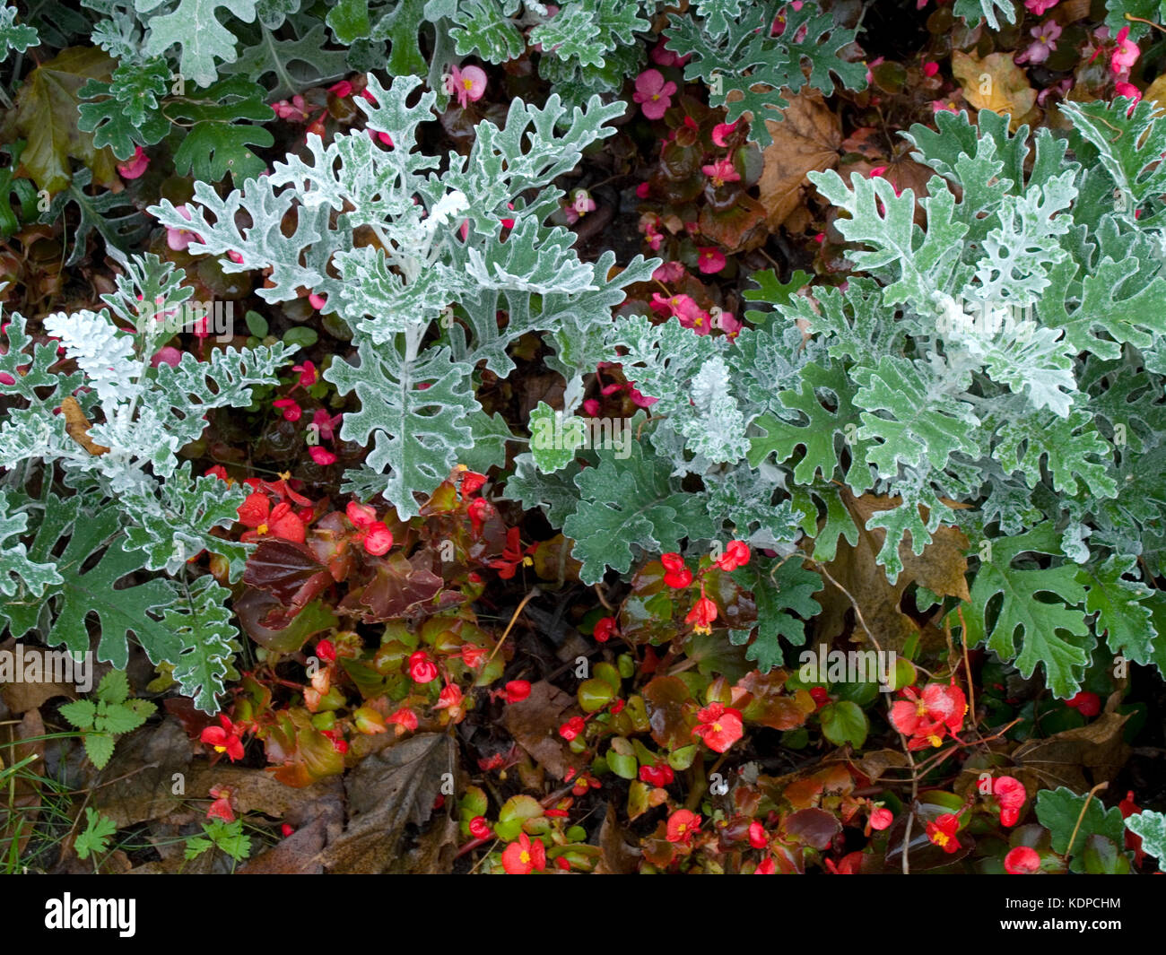 Senecio cineraria "Silver Dust" shrub in autumn Stock Photo - Alamy