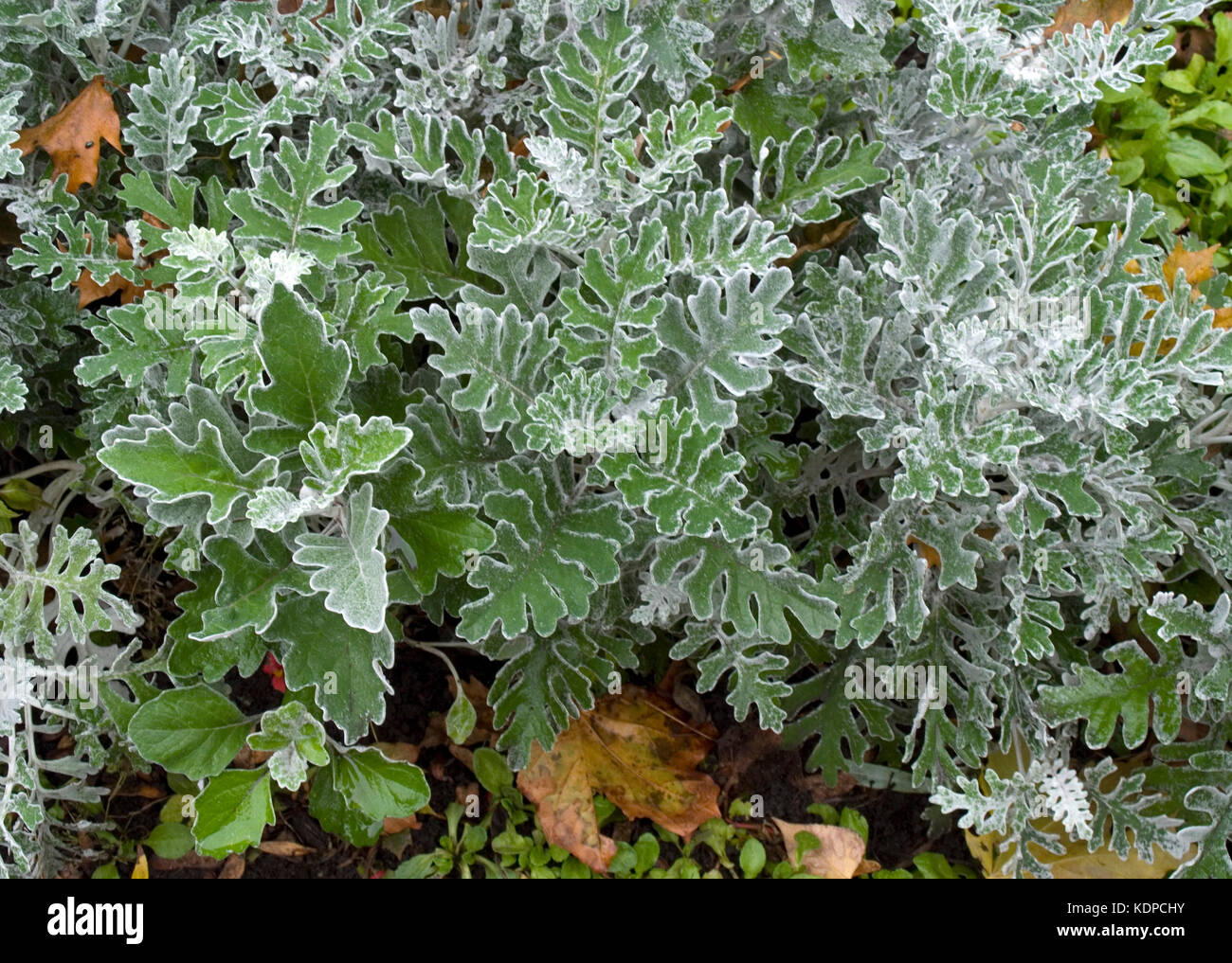 Senecio cineraria 'silverdust' hi-res stock photography and images - Alamy