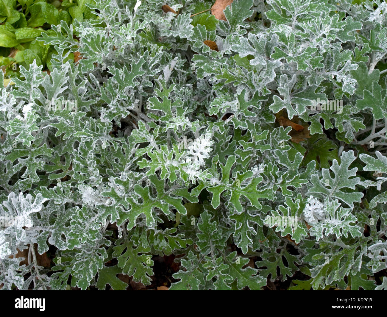 Senecio cineraria "Silver Dust" shrub in autumn Stock Photo - Alamy