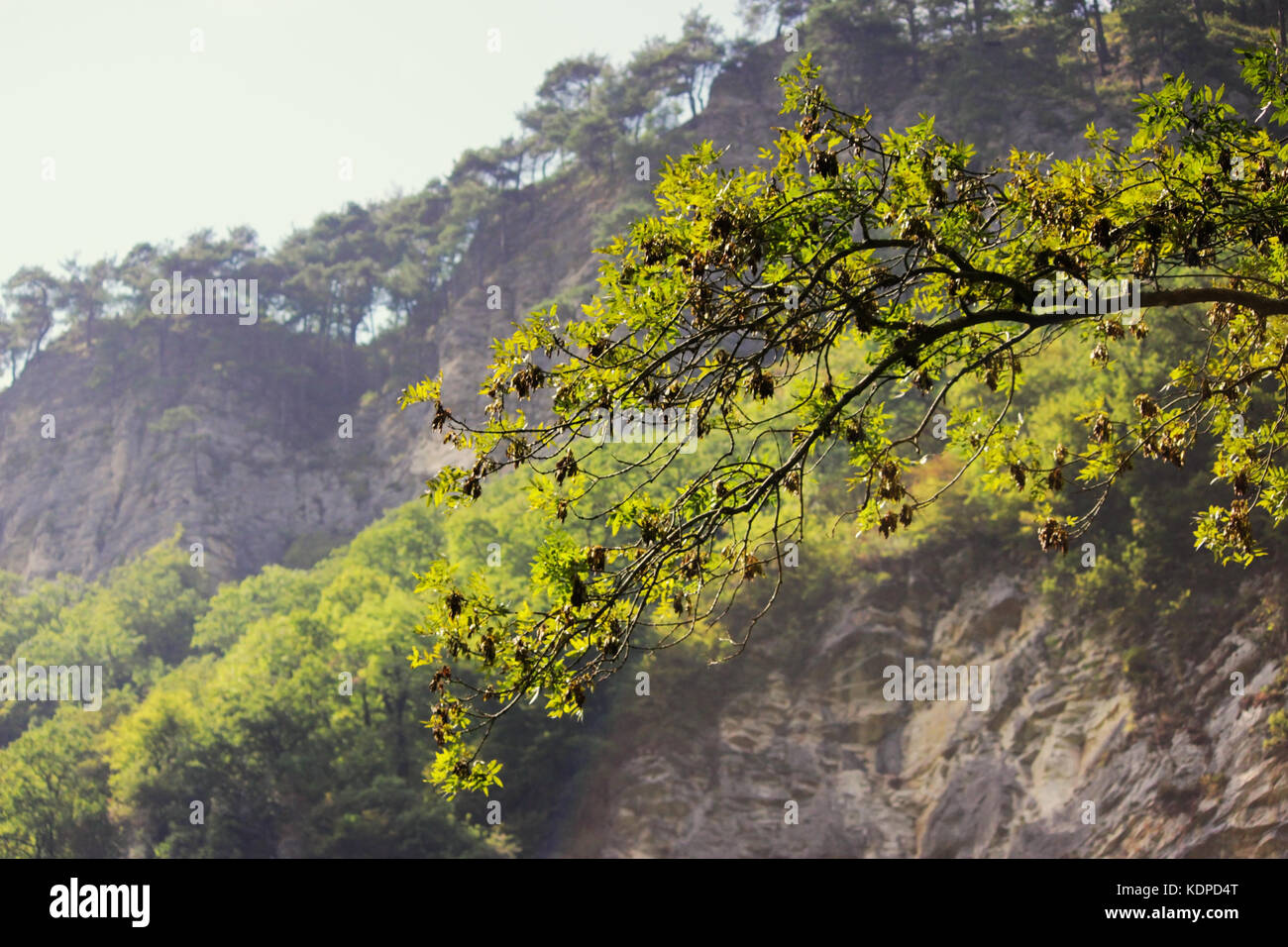 Eagle Rocks, Krasnodar Territory. Absolutely vertical cliffs covered ...