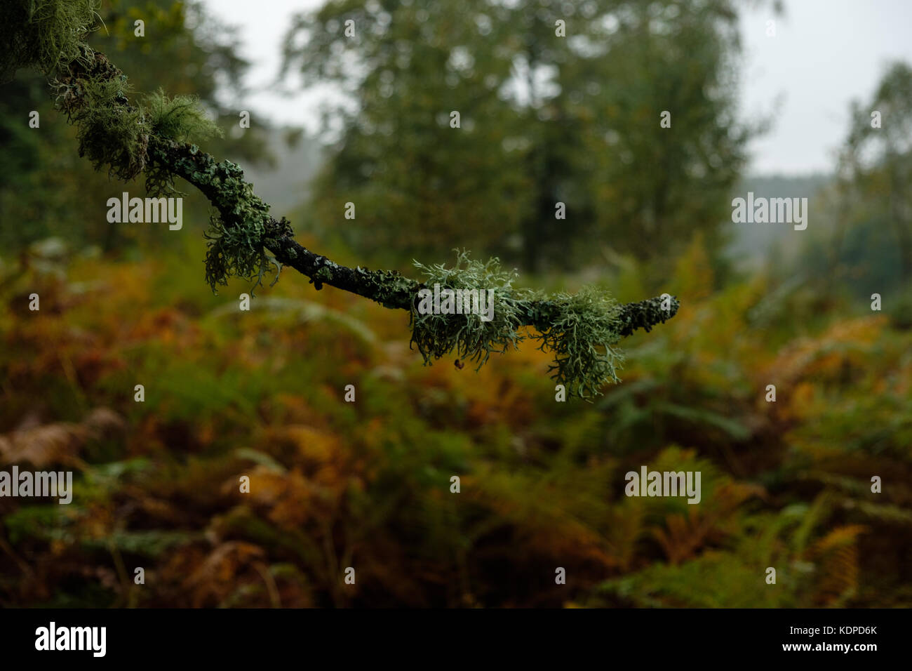 Moss lichen ferns in hi-res stock photography and images - Alamy