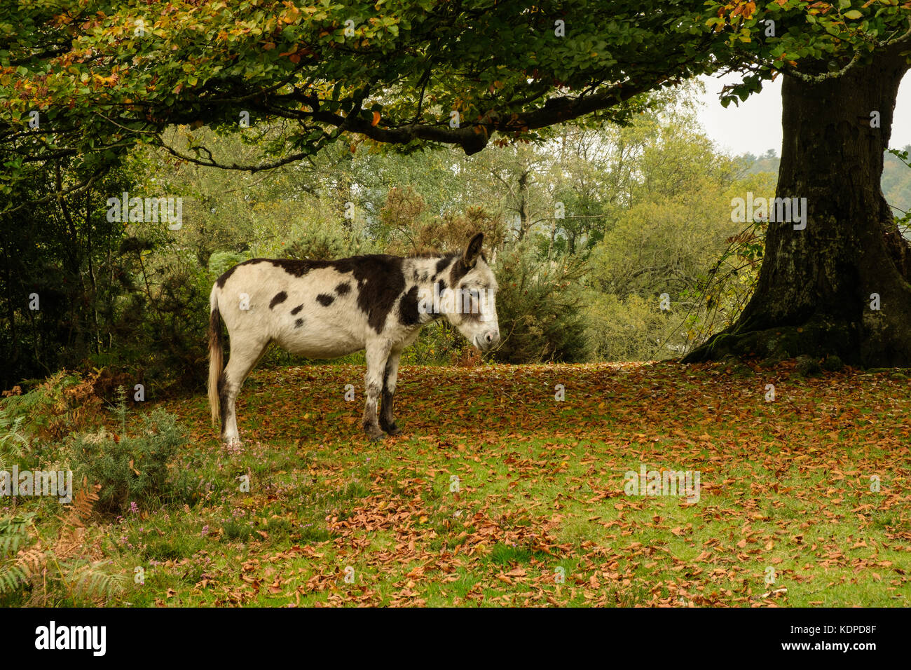 New Forest Donkey at Cadman's Pool near Lyndhurst Stock Photo - Alamy