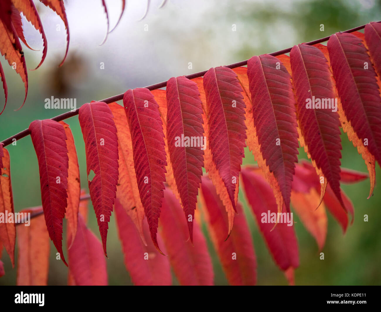Red sumac hi-res stock photography and images - Alamy