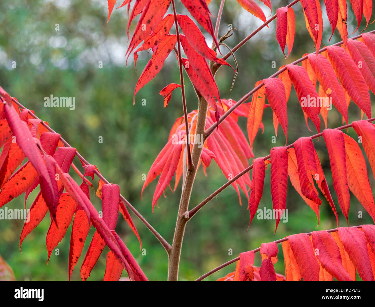 Red Sumac Tree In Autumn Stock Photo - Alamy