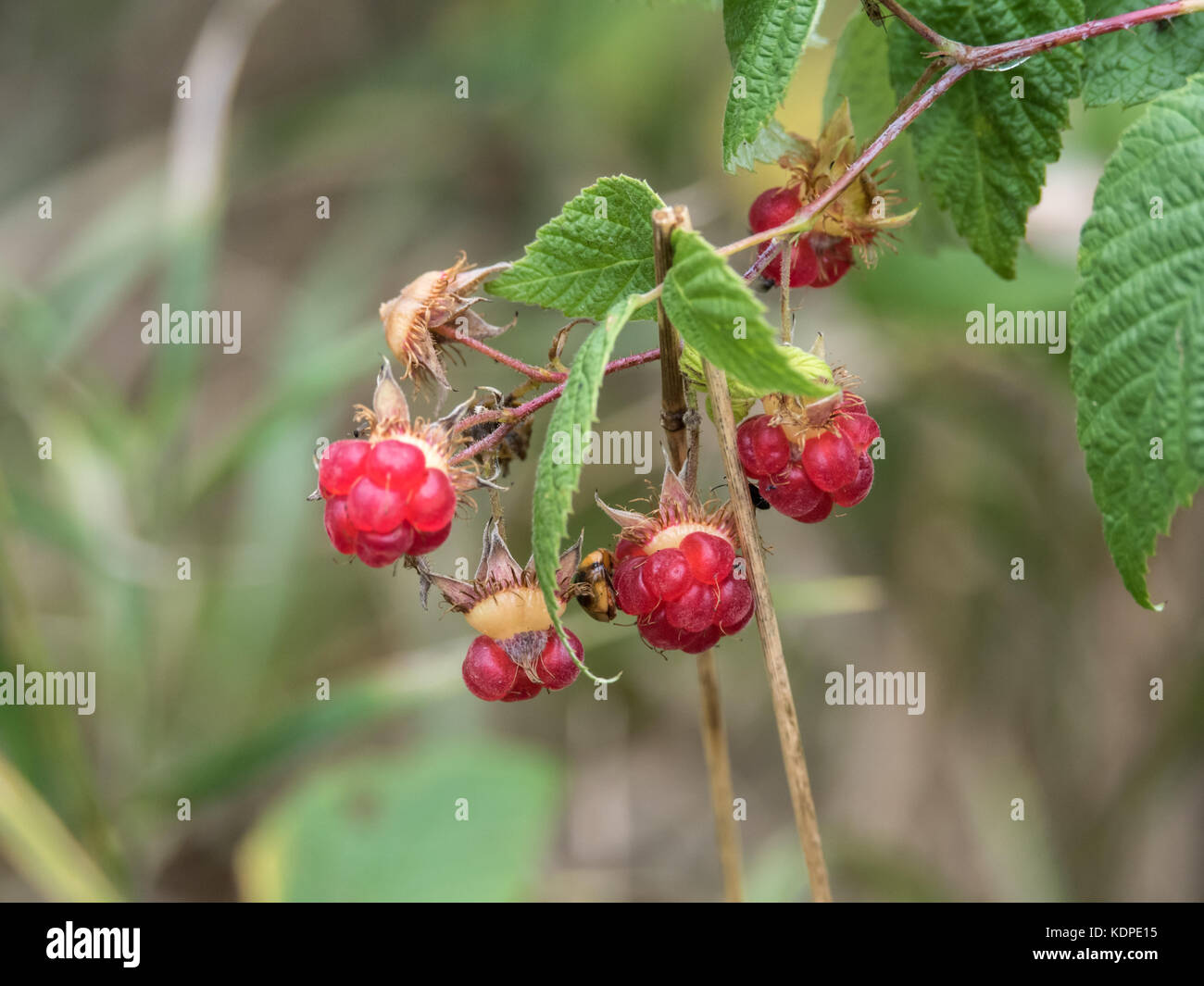 Wild Raspberries On The Vine Stock Photo - Alamy