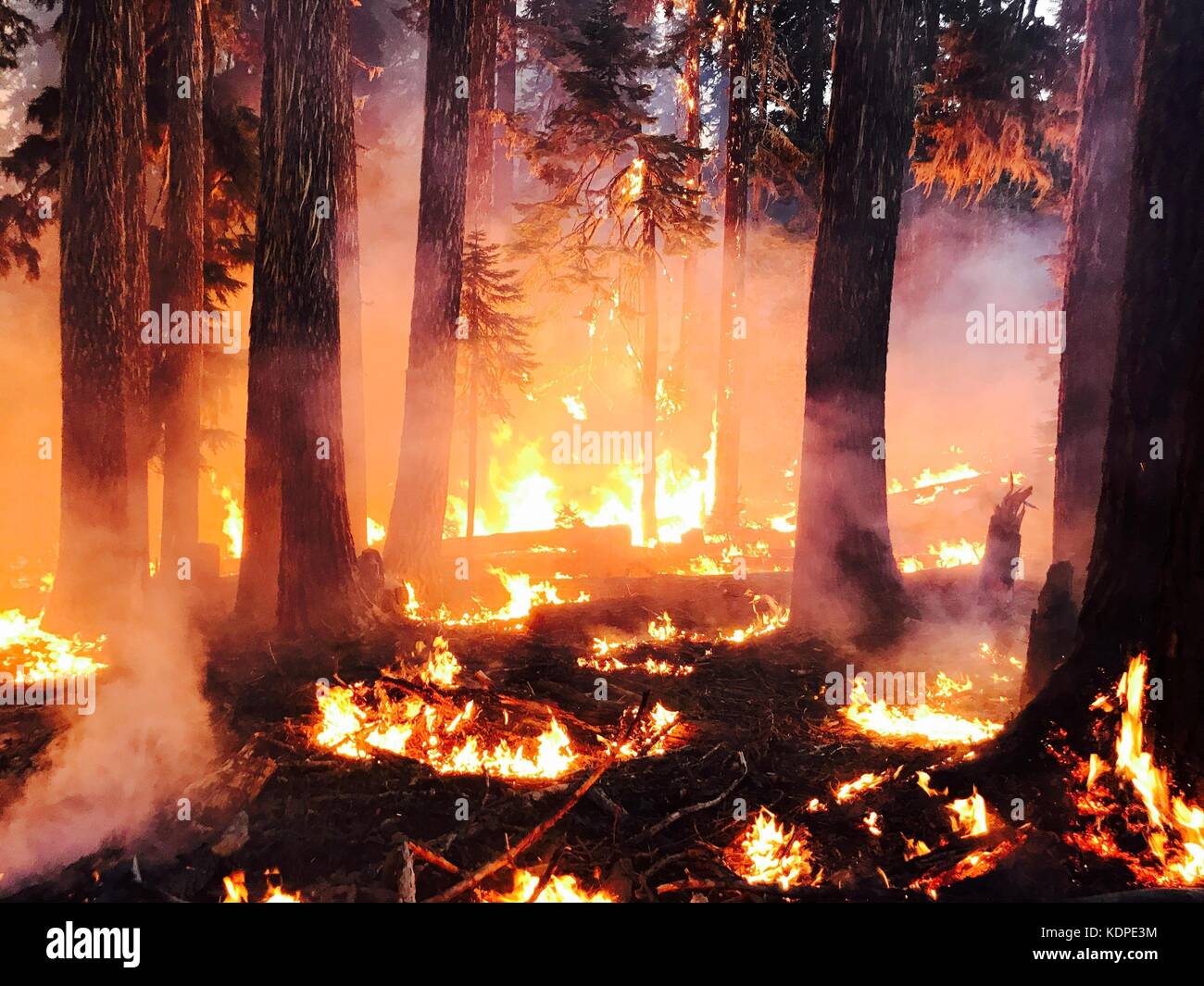 Flames consume trees in the Blanket Creek forest fire burning in the ...