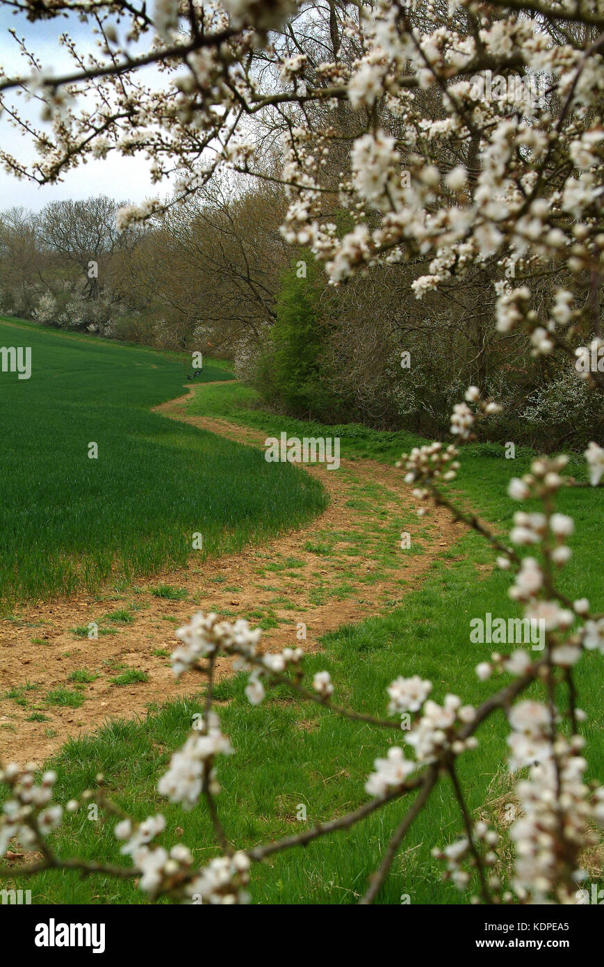 Country footpath in Gloucestershire with spring buds Stock Photo - Alamy