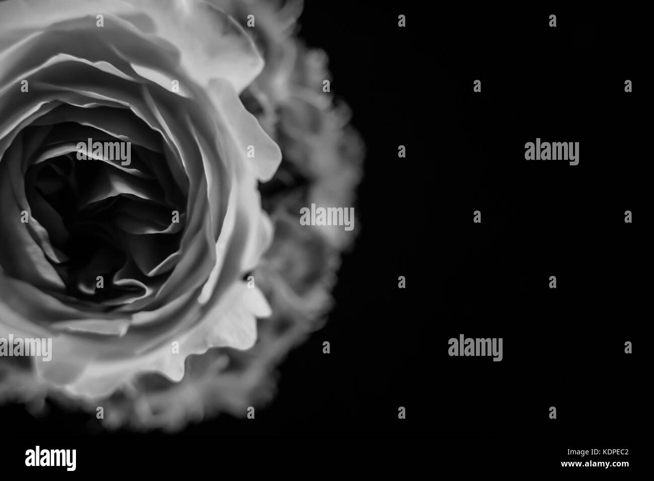 Violet flower poster Black and White Stock Photos & Images - Alamy