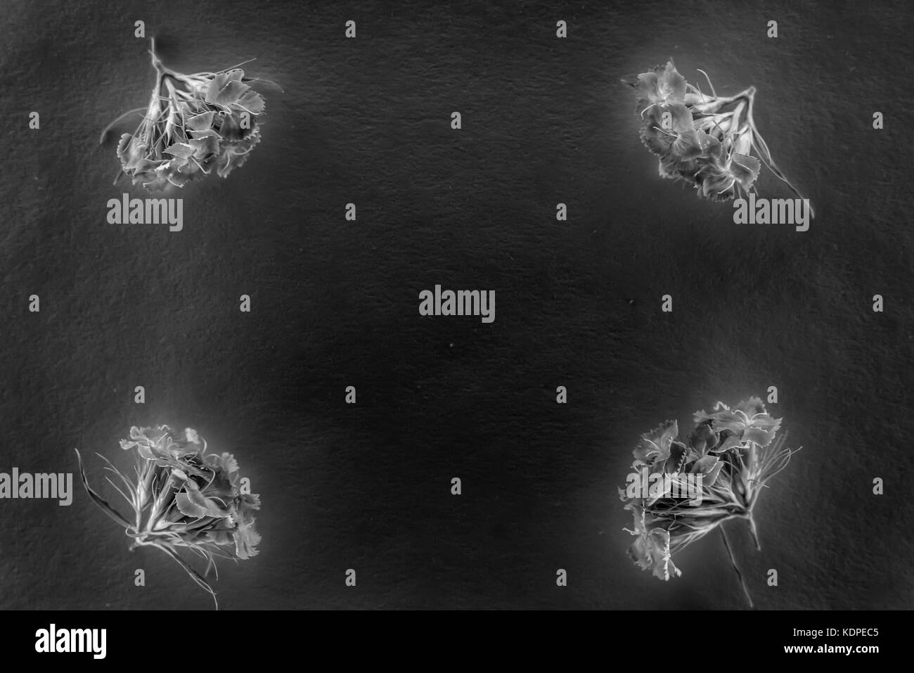 Violet flower poster Black and White Stock Photos & Images - Alamy