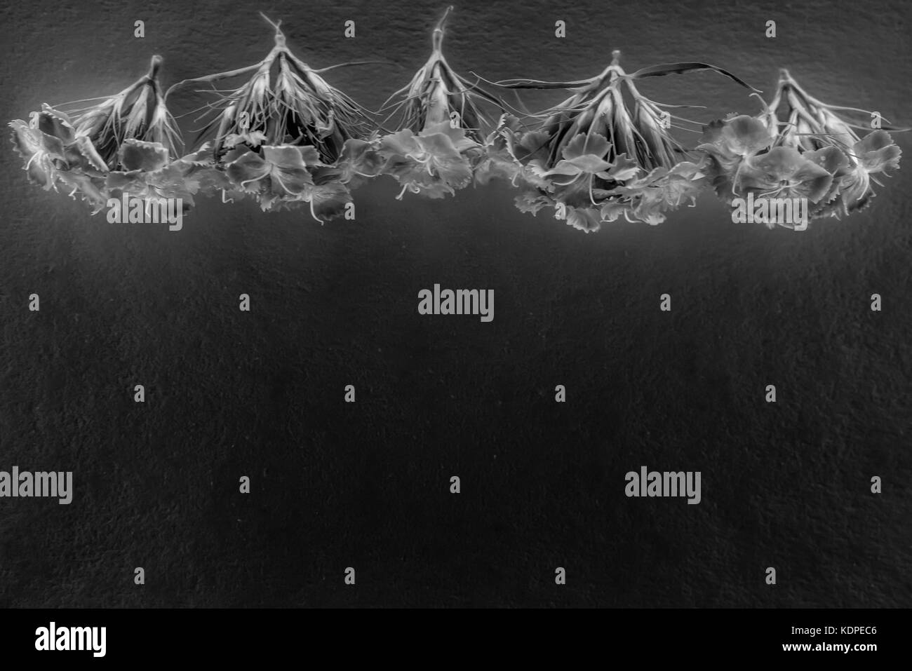 Violet flower poster Black and White Stock Photos & Images - Alamy