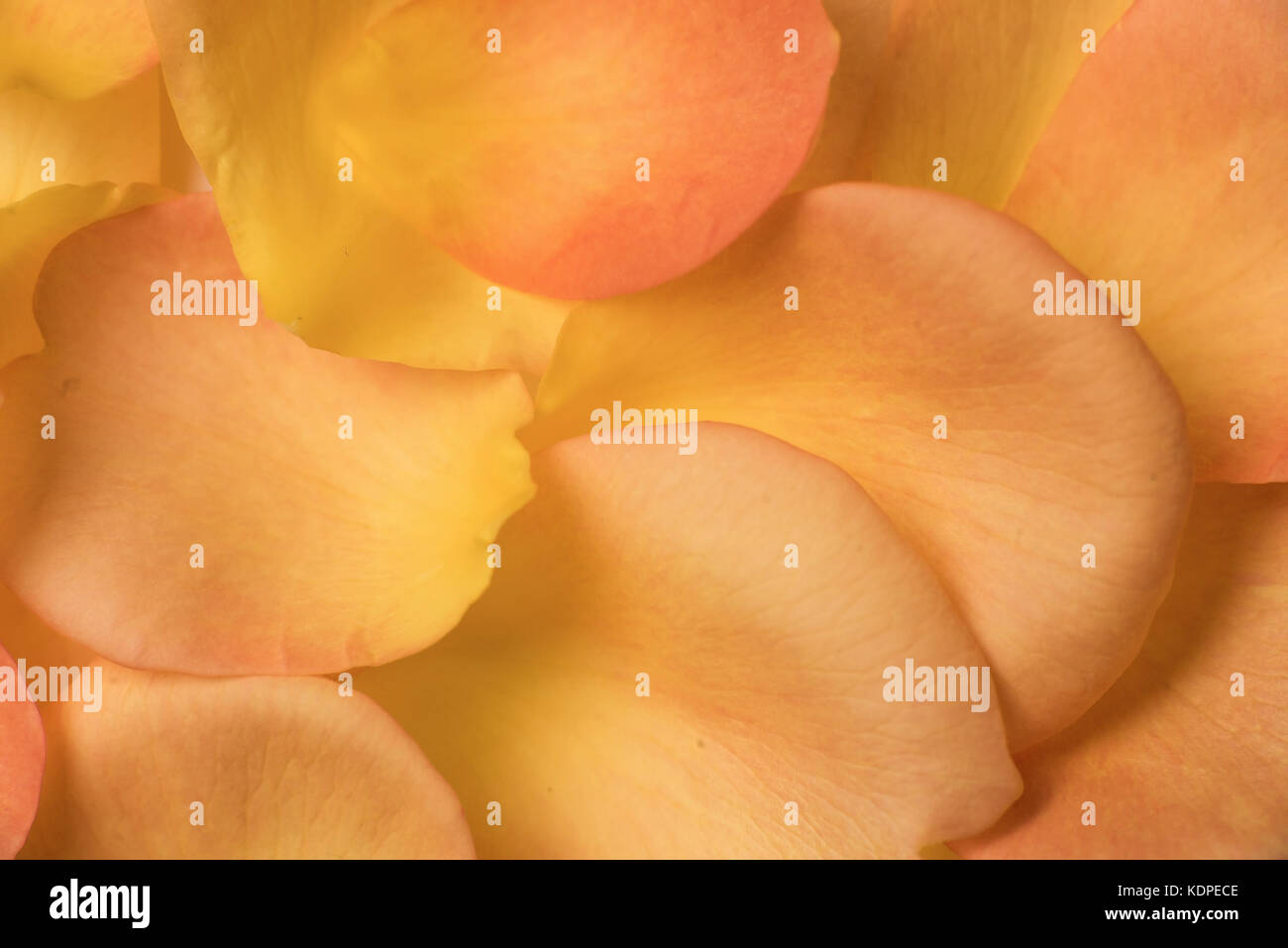 background of orange rose petals Stock Photo - Alamy