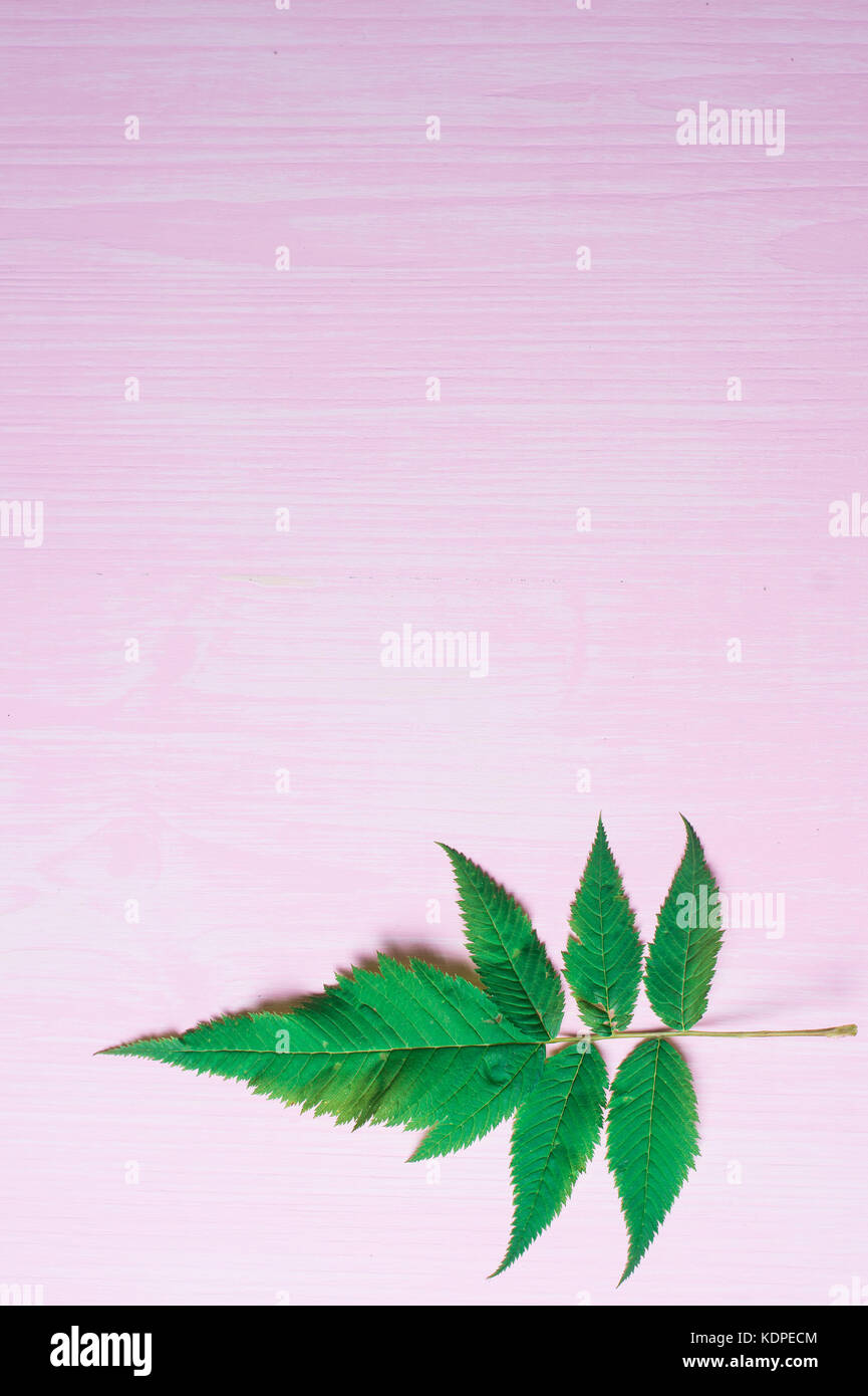 Green leaves on light background Stock Photo - Alamy