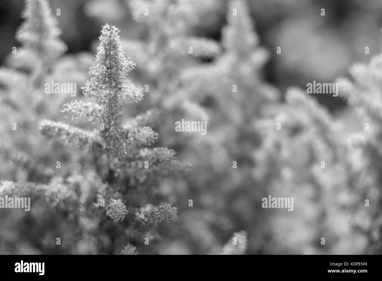 Purple flowers green foliage in Black and White Stock Photos & Images ...