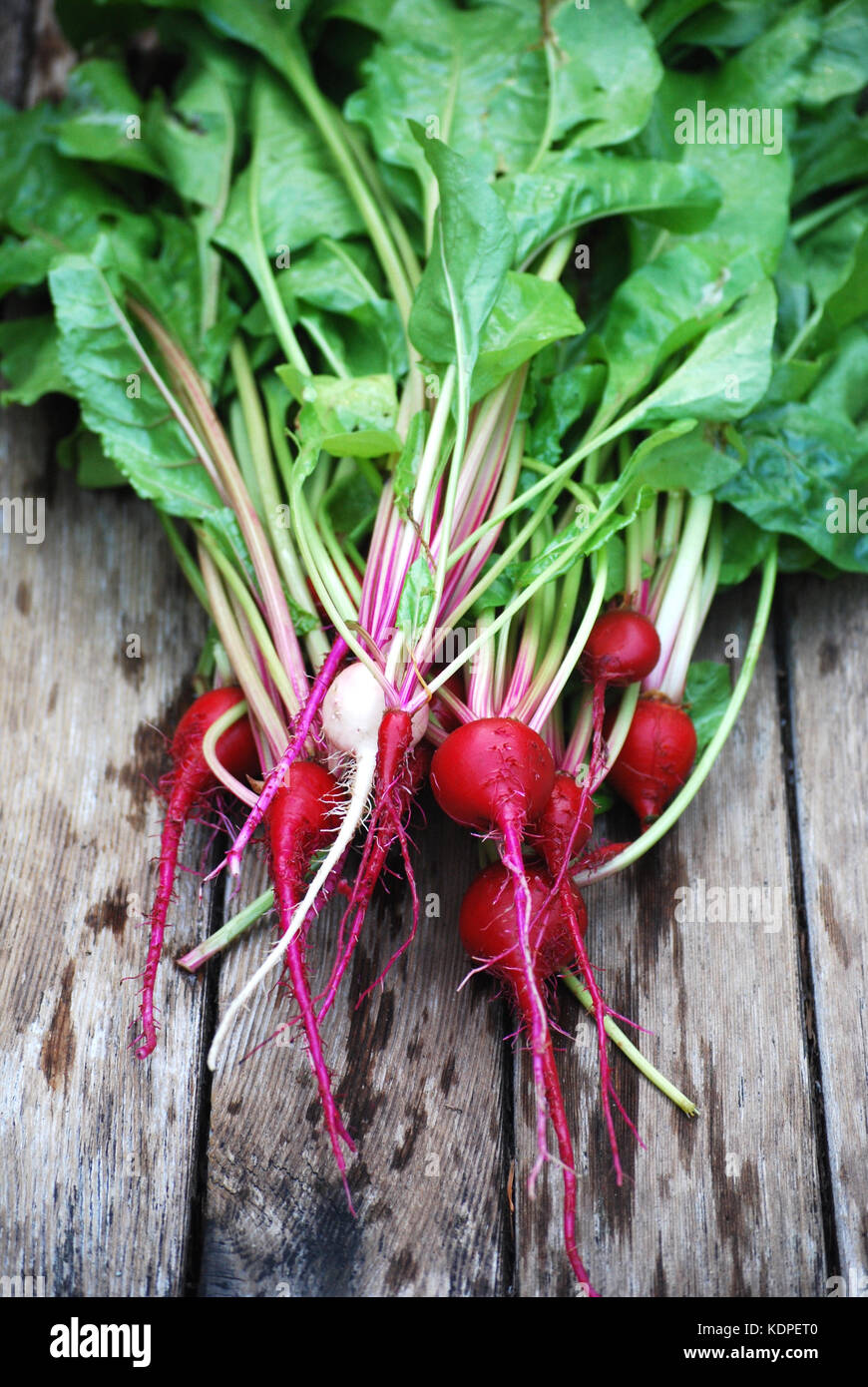 Bunch of Radish Harvested from the Garden Stock Photo - Alamy