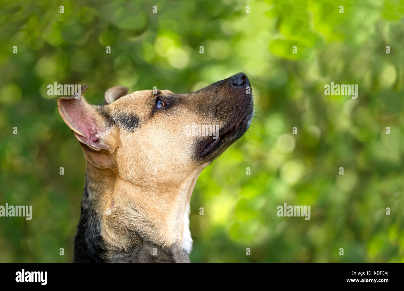 Curious dog looking up is an eager curious excited dog looking up in ...