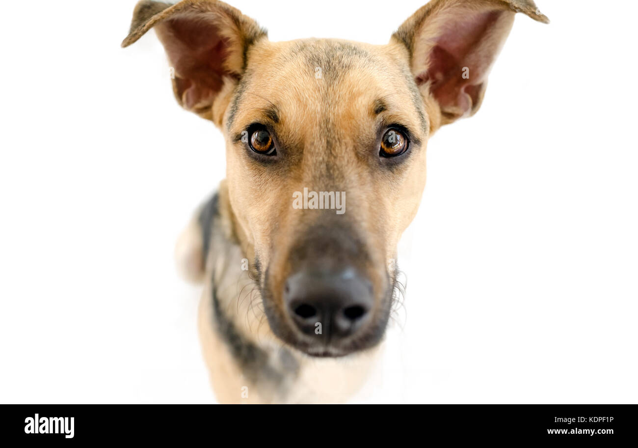 Dog isolated on white is a closeup of a curious German Shepherd dog ...
