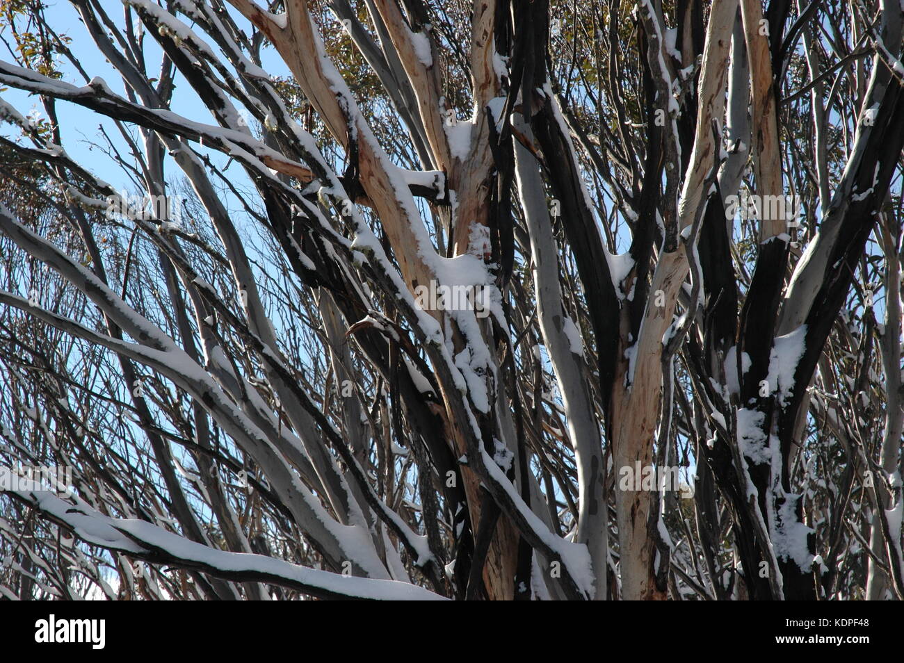 A close up of snow covered trees in the Australian bush. The branches ...
